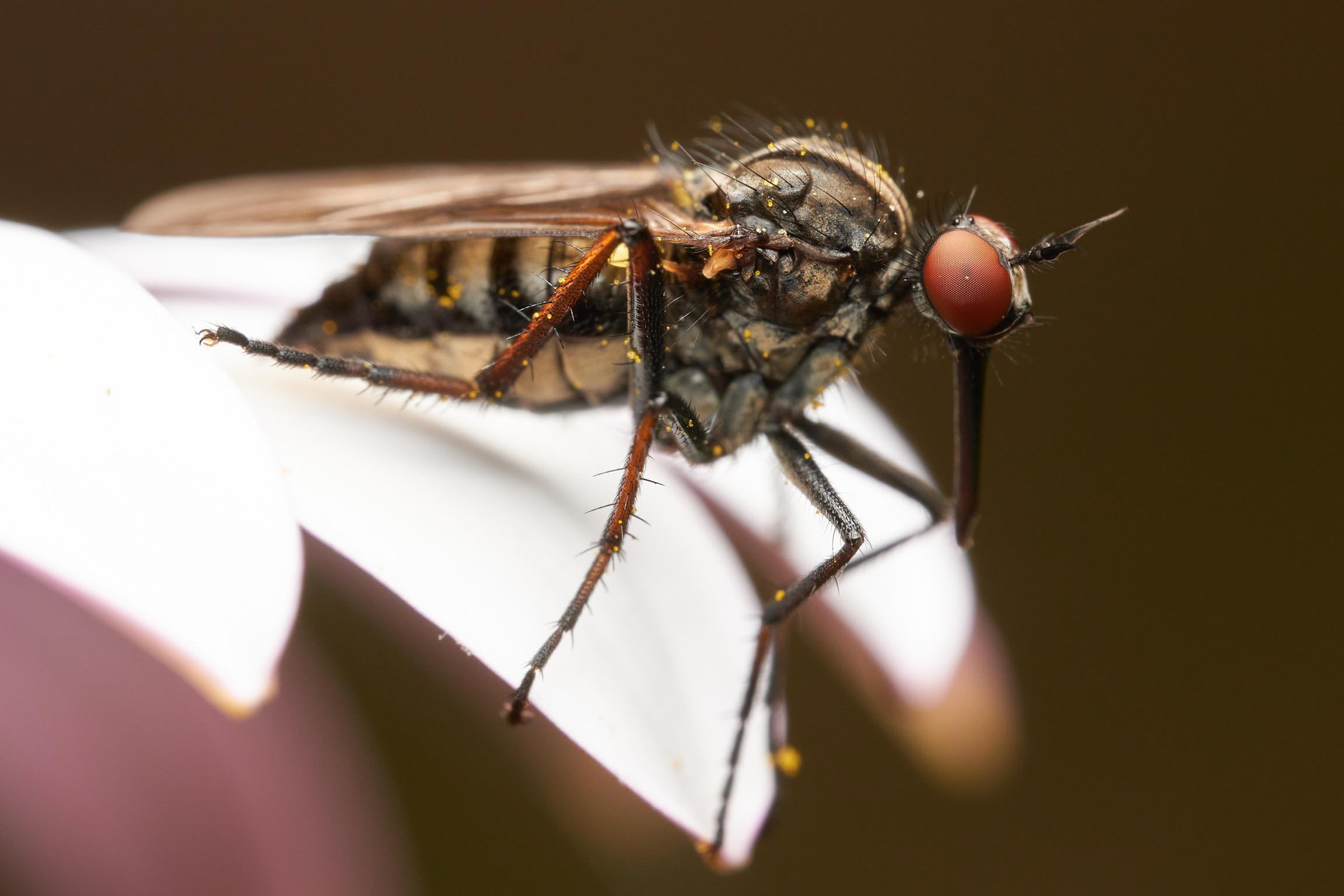 Some kind of fly | Scrolller