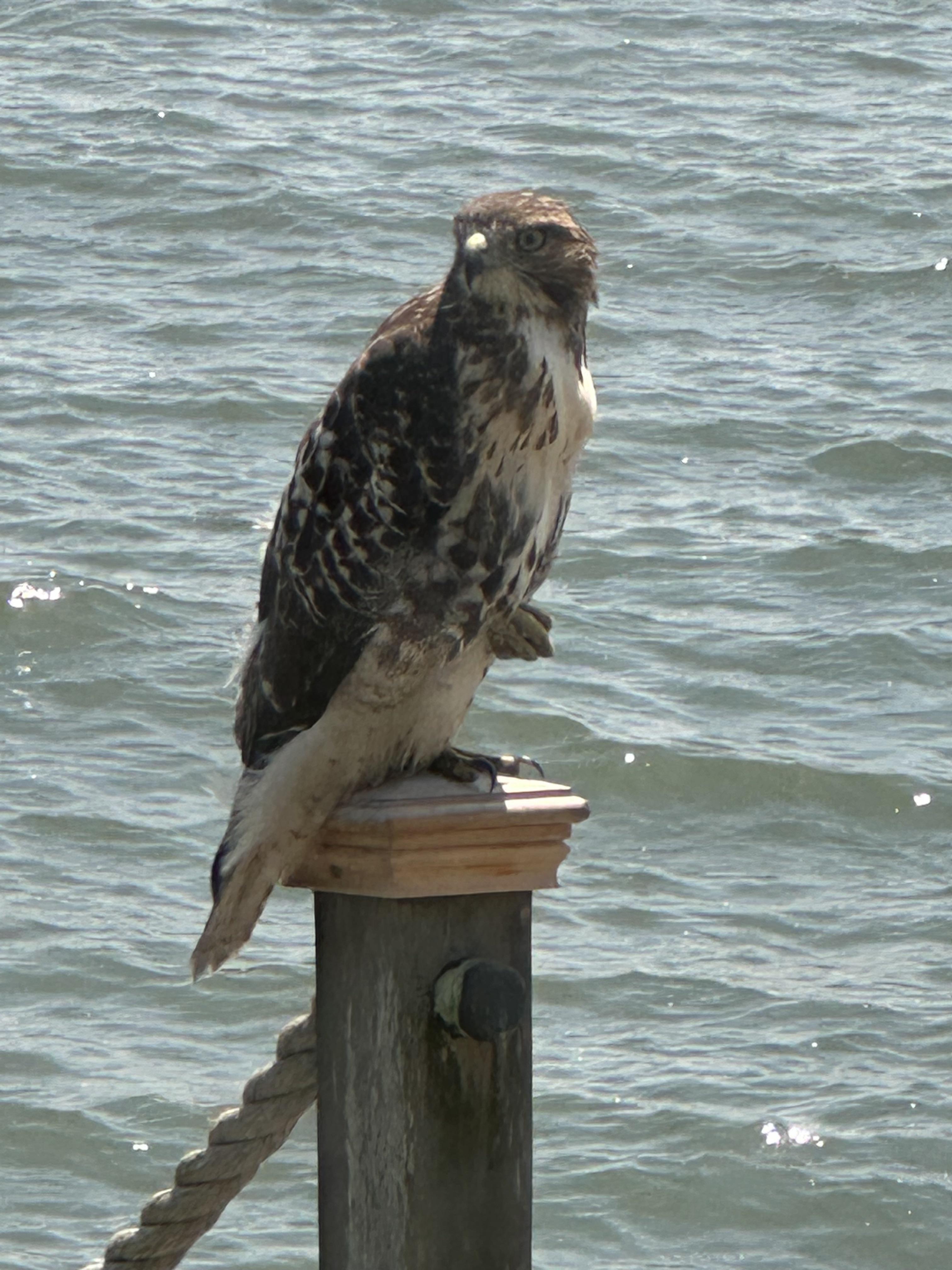 Who is this majestic raptor? | Scrolller