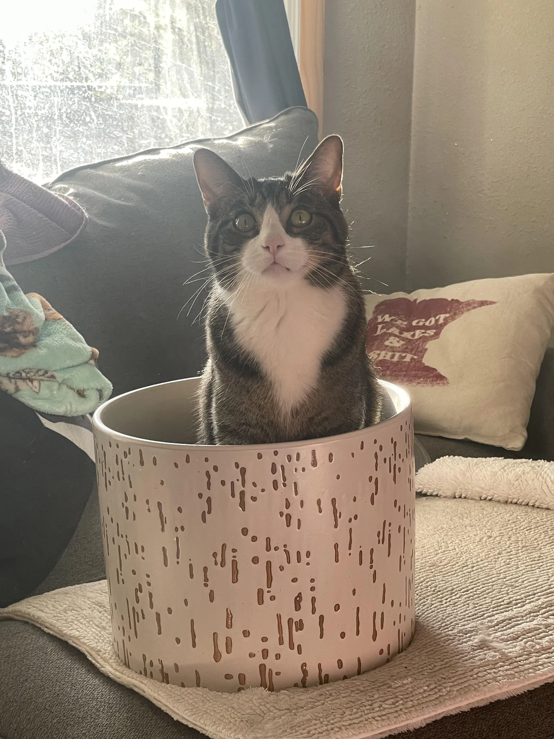 Maxwell likes the new pot | Scrolller