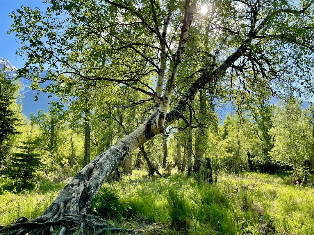 Chugach State Park; Anchorage, AK [OC] [4032x3024] | Scrolller