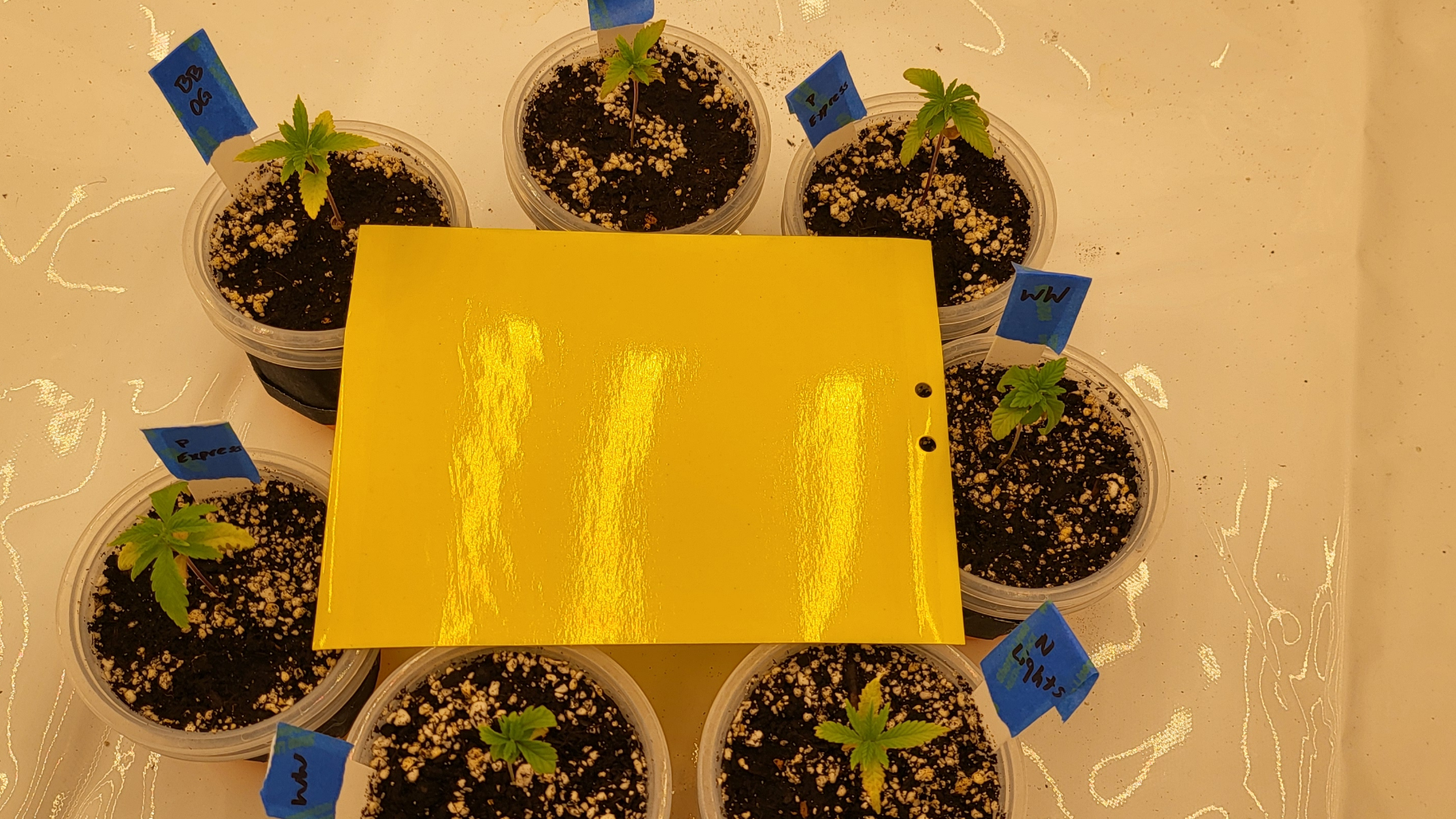 Any idea what's up with my seedlings? | Scrolller