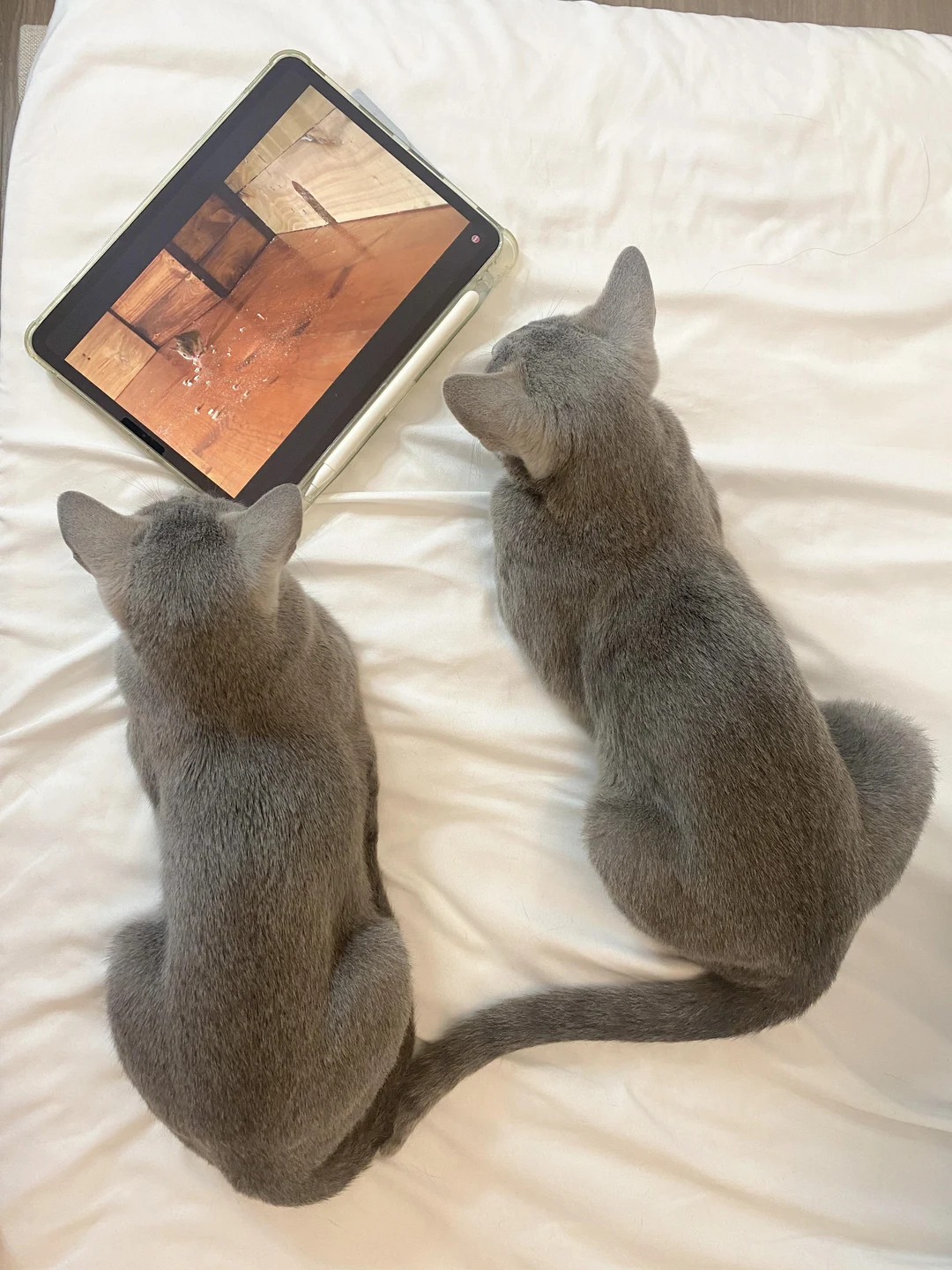 Double loaf 🍞 🍞 | Scrolller