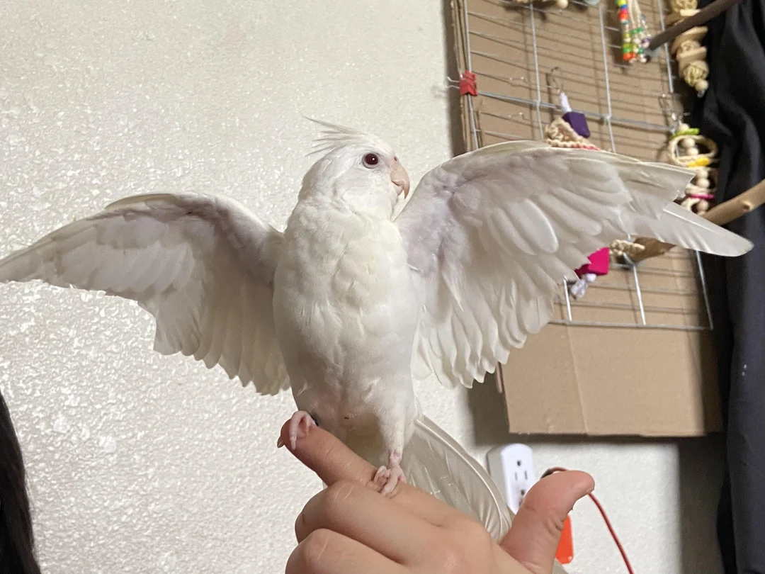 BEEEG ANGEL WING 🪽 | Scrolller