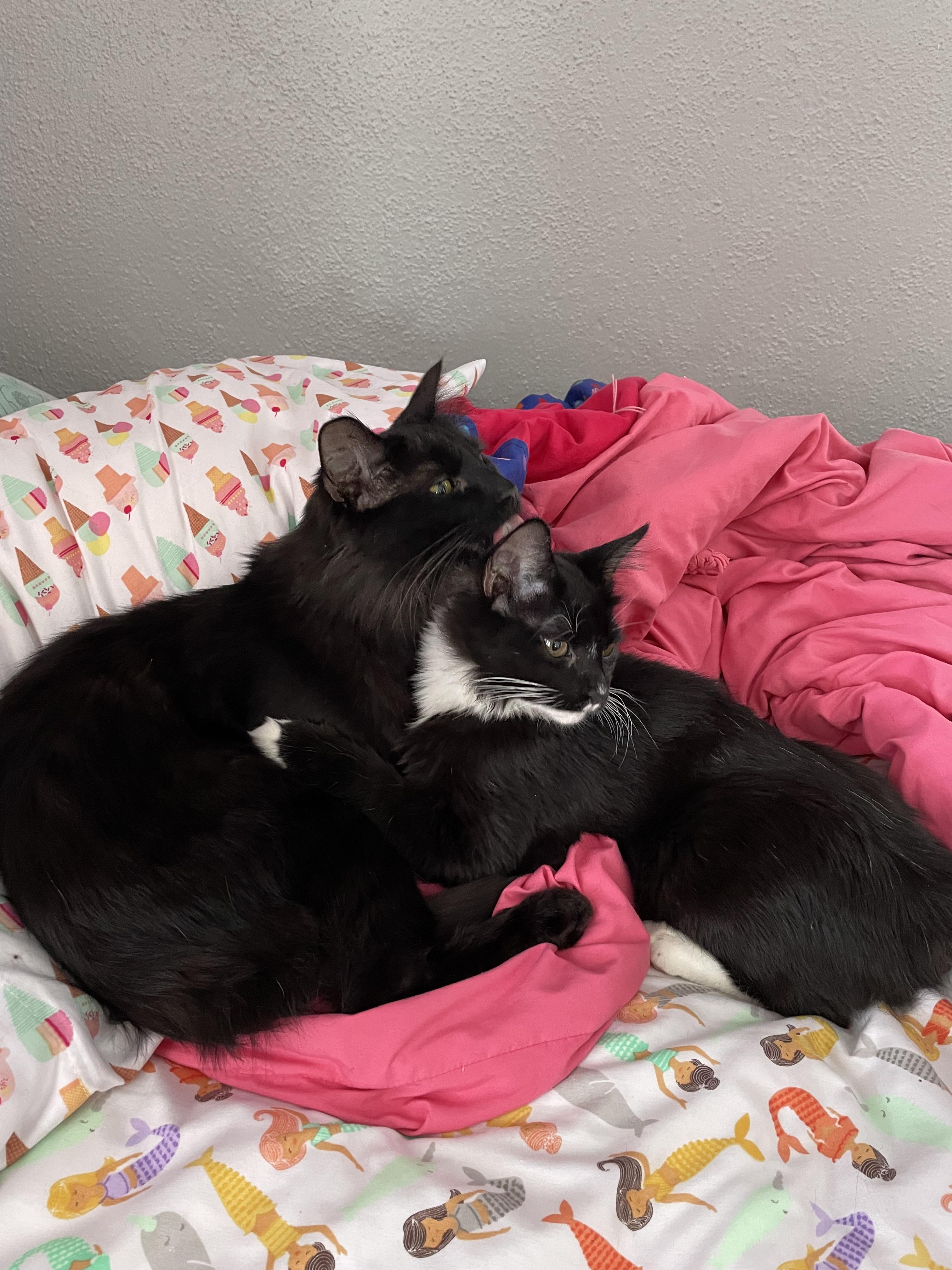 Snuggle bugs | Scrolller