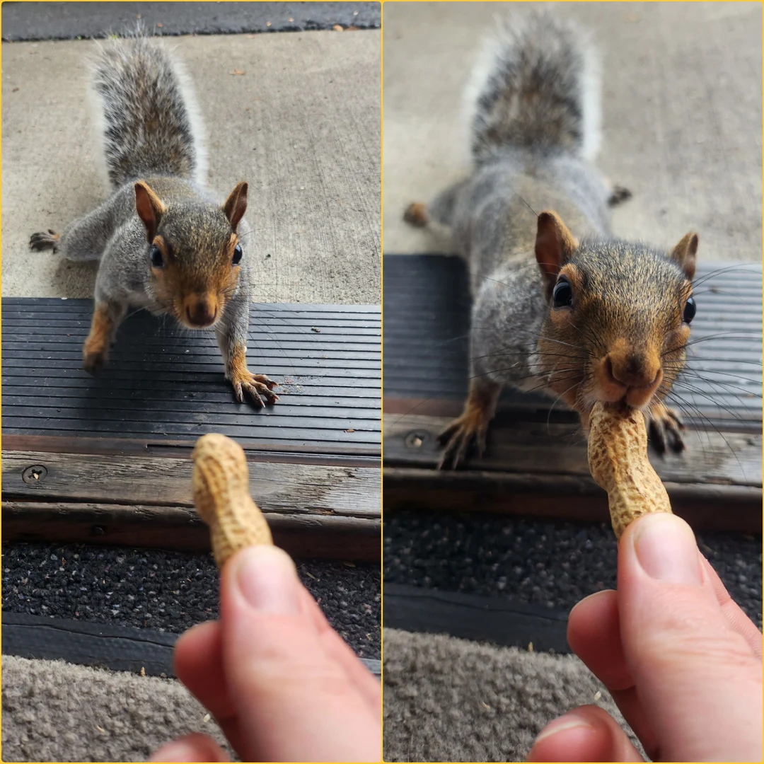 Goldie, my office assistant | Scrolller