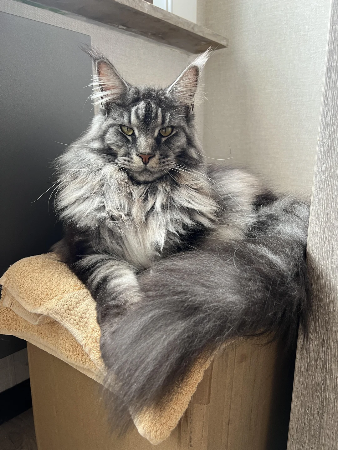 Discover more like Mainecoons: Just looking at ya… and Related Content | Scrolller
