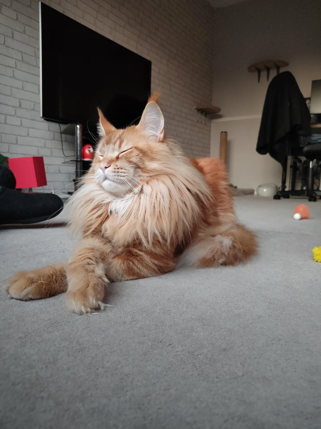 Discover more like Mainecoons: catnip comedown and Related Content | Scrolller