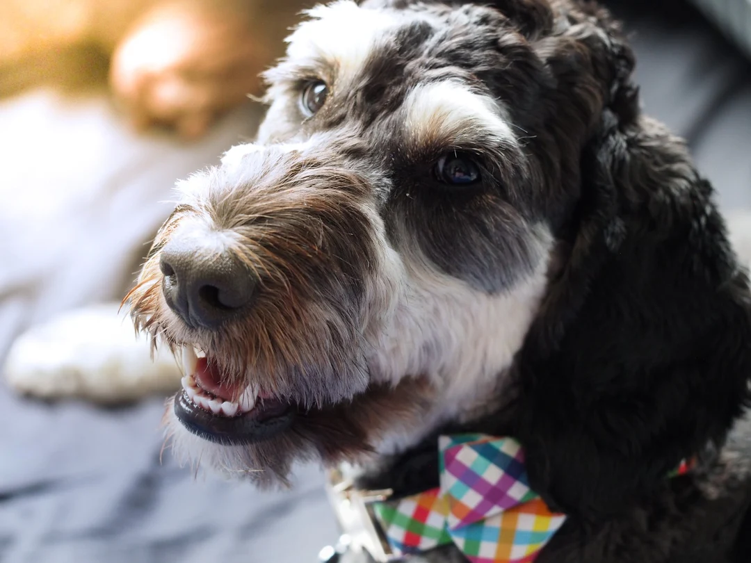 My dog Accomplice looks dapper as hell and she knows it | Scrolller