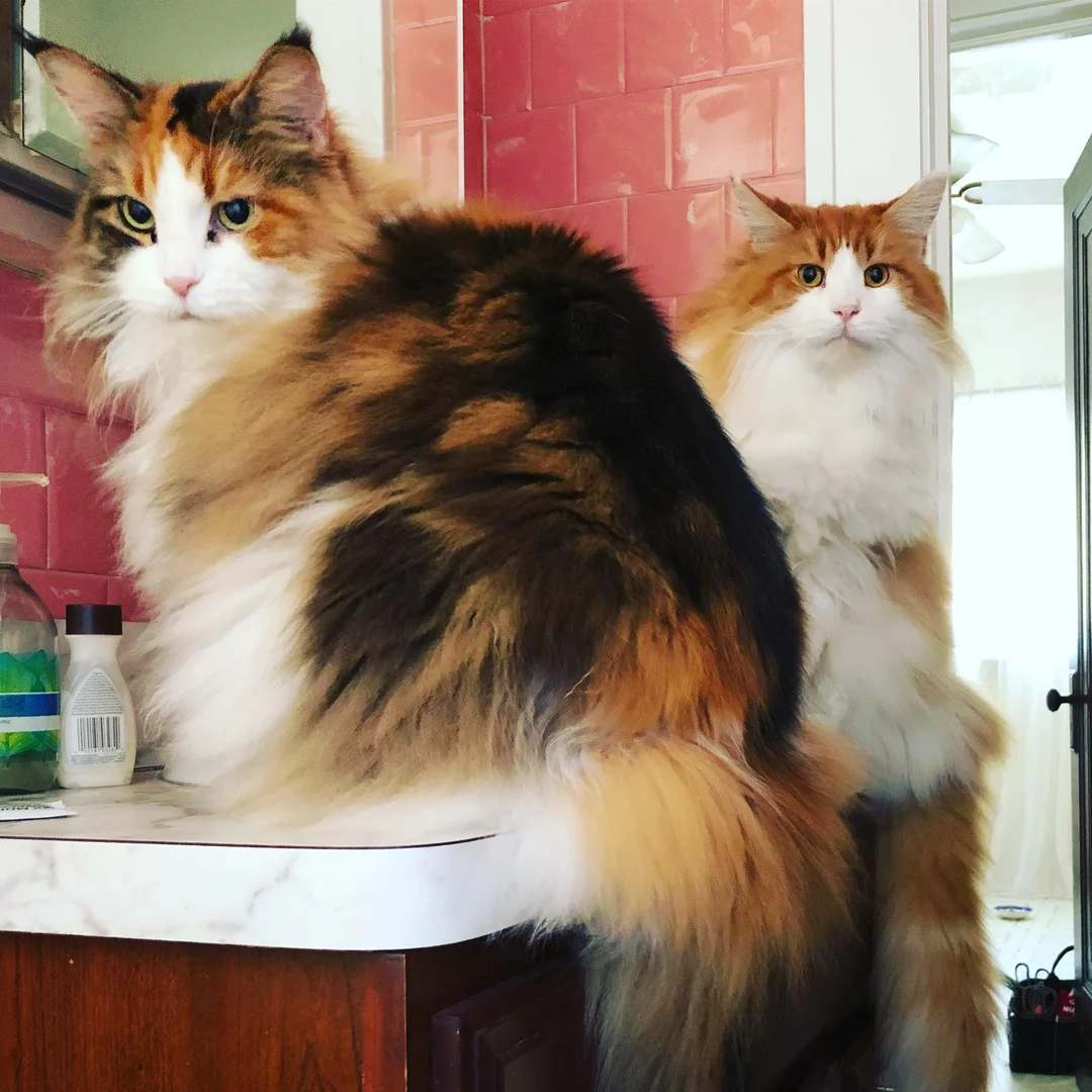 Water Hounds! | Scrolller