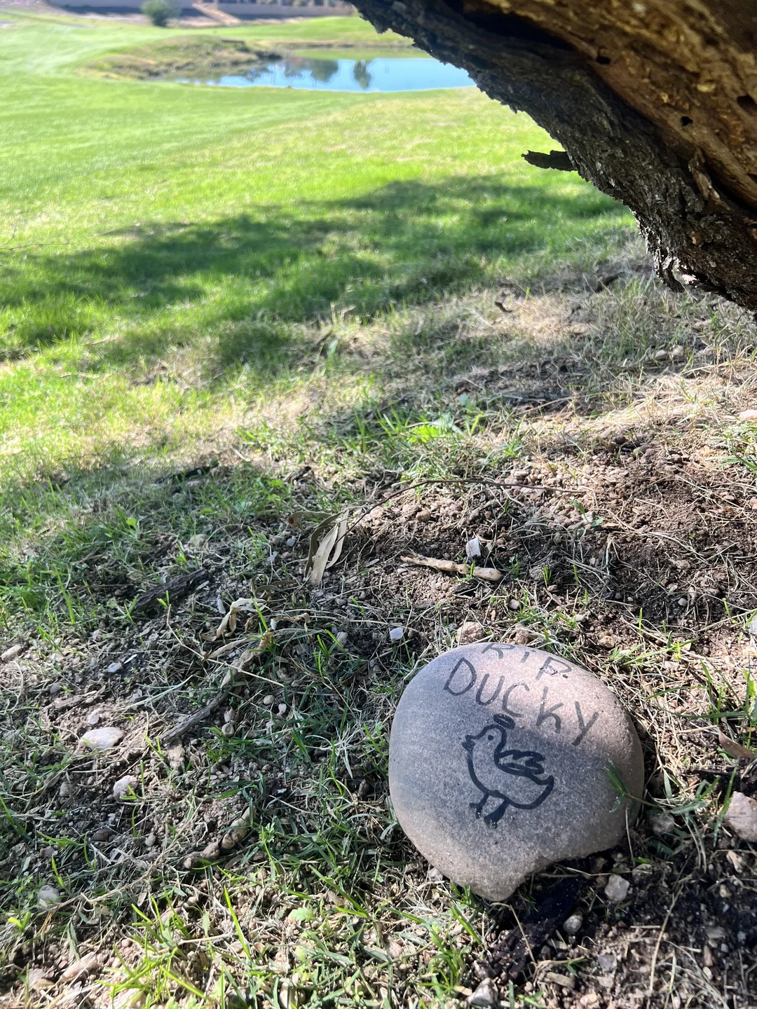 Sacred Ground | Scrolller