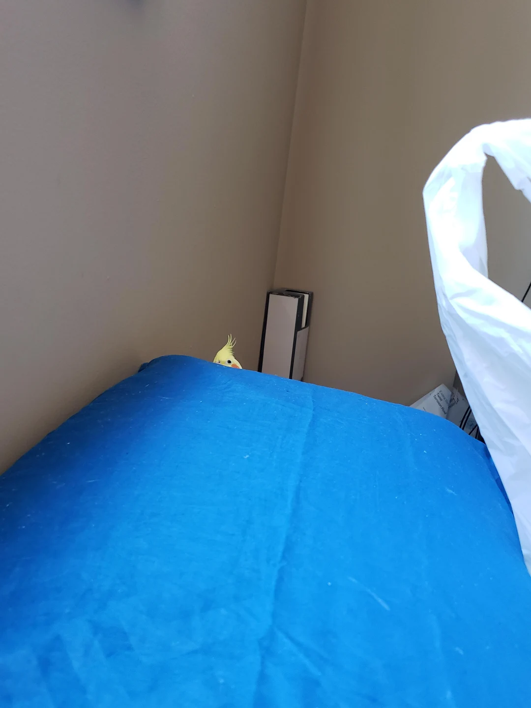 ((hidden)) | Scrolller