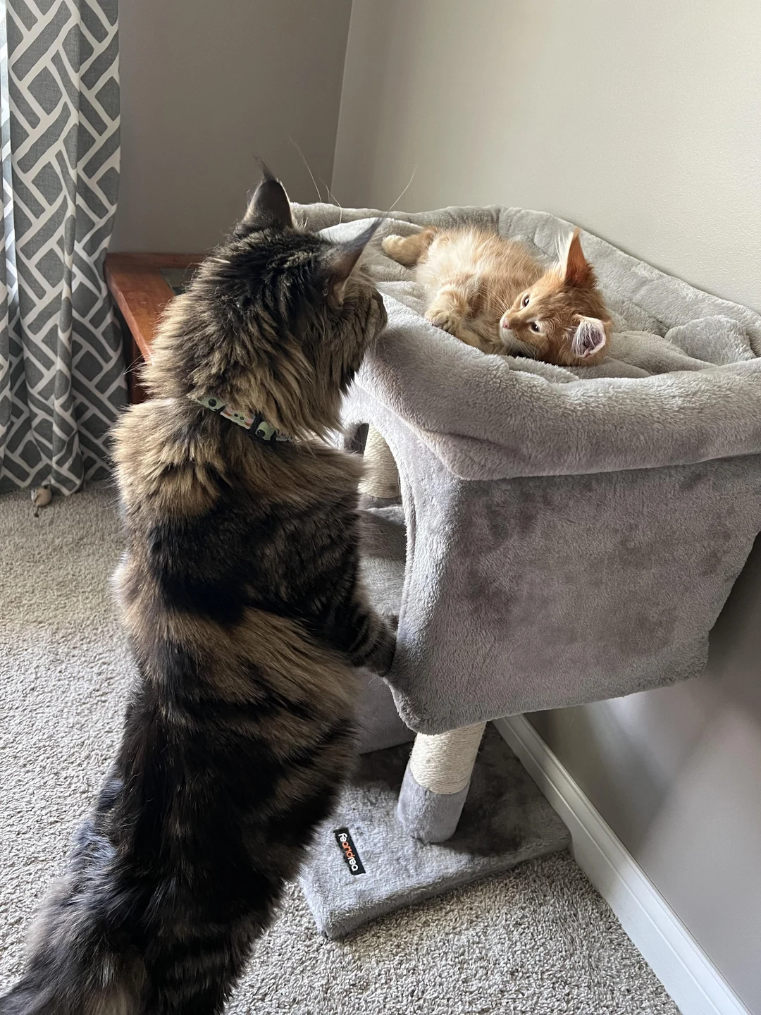 Mando (1.5 years) meeting his new brother Loki (10 weeks) | Scrolller