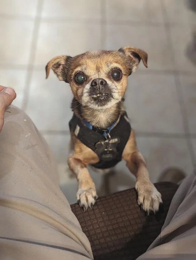 Meet My Cute Friend Scrolller