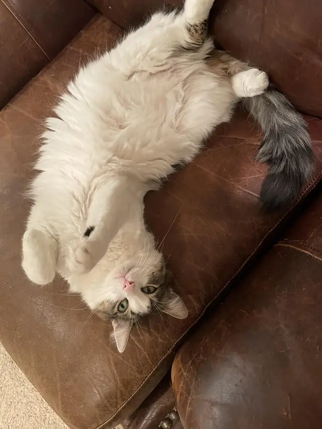 Floofy Belly ️ | Scrolller
