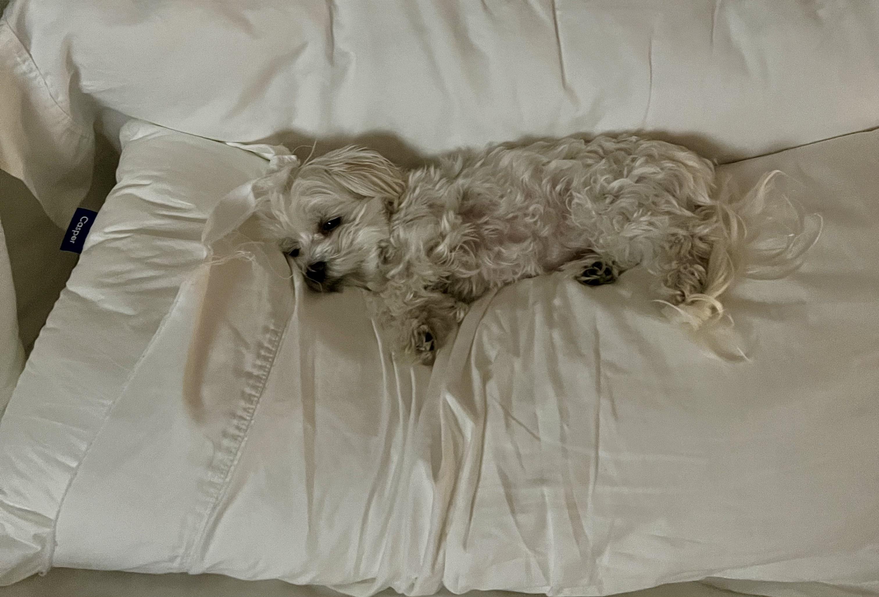 Casper Dog | Scrolller