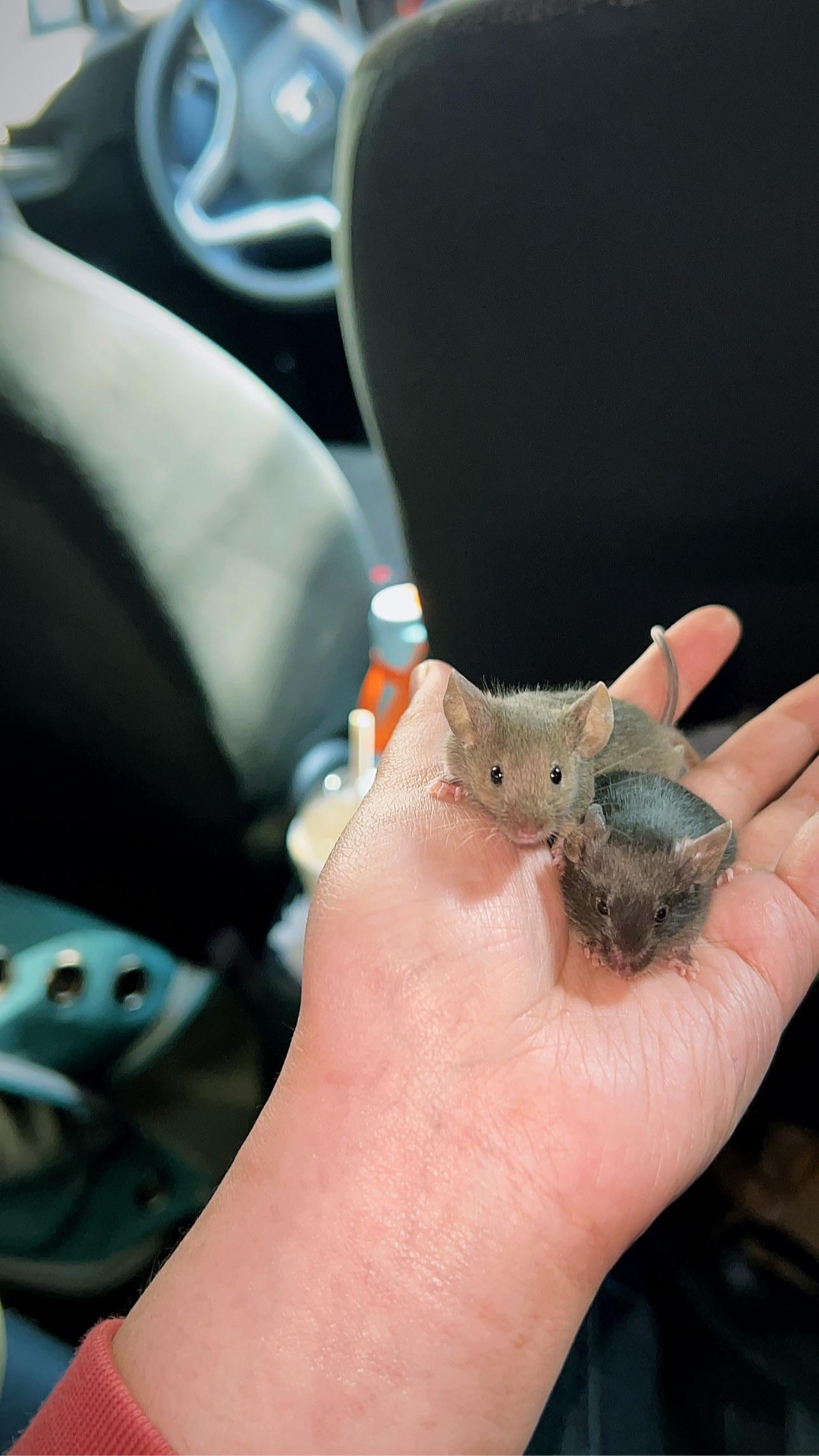 Road trip with Edna and Princess! 💛🐭 | Scrolller