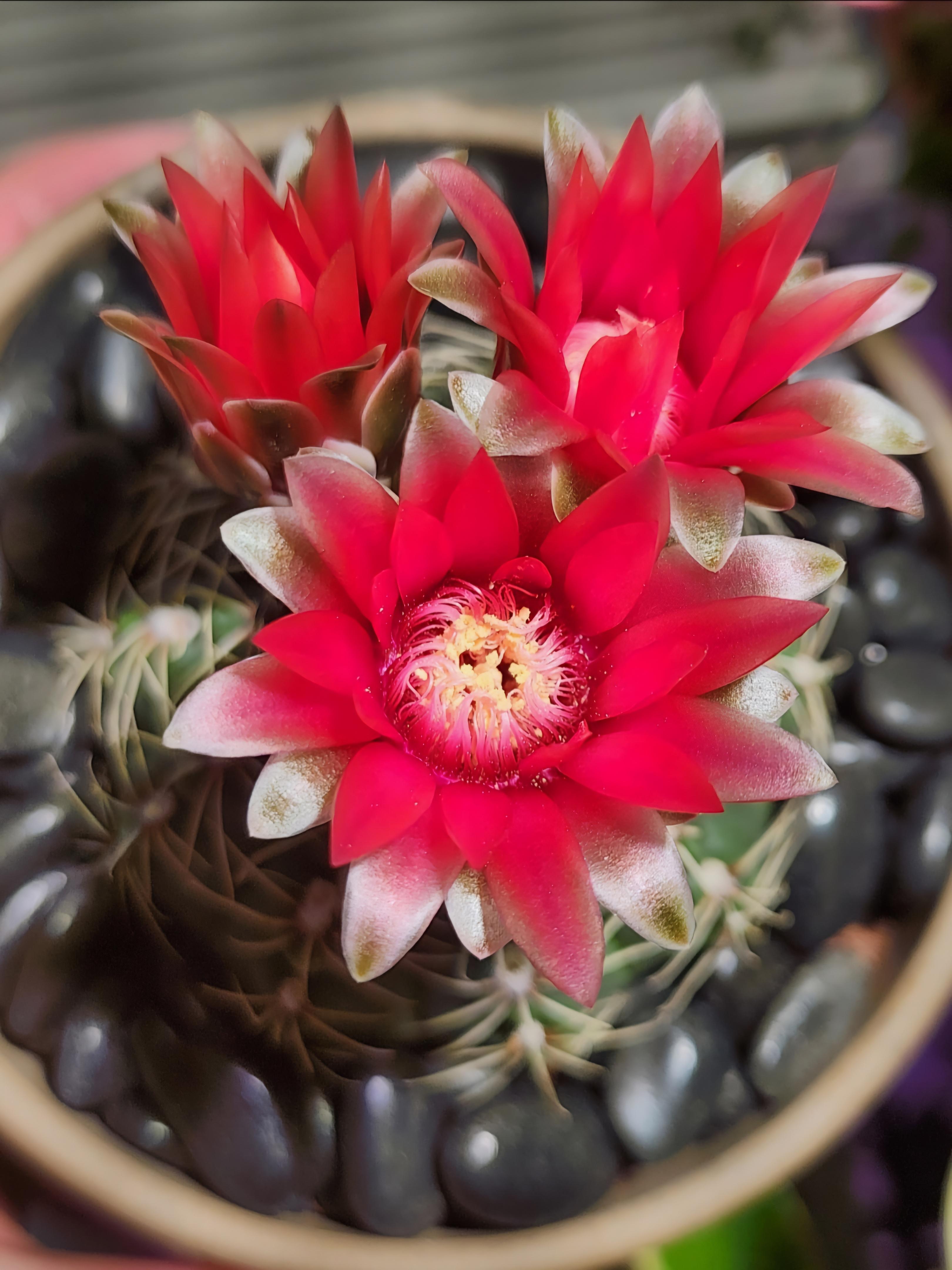 Gymnocalycium baldianum 🌵🌸 | Scrolller