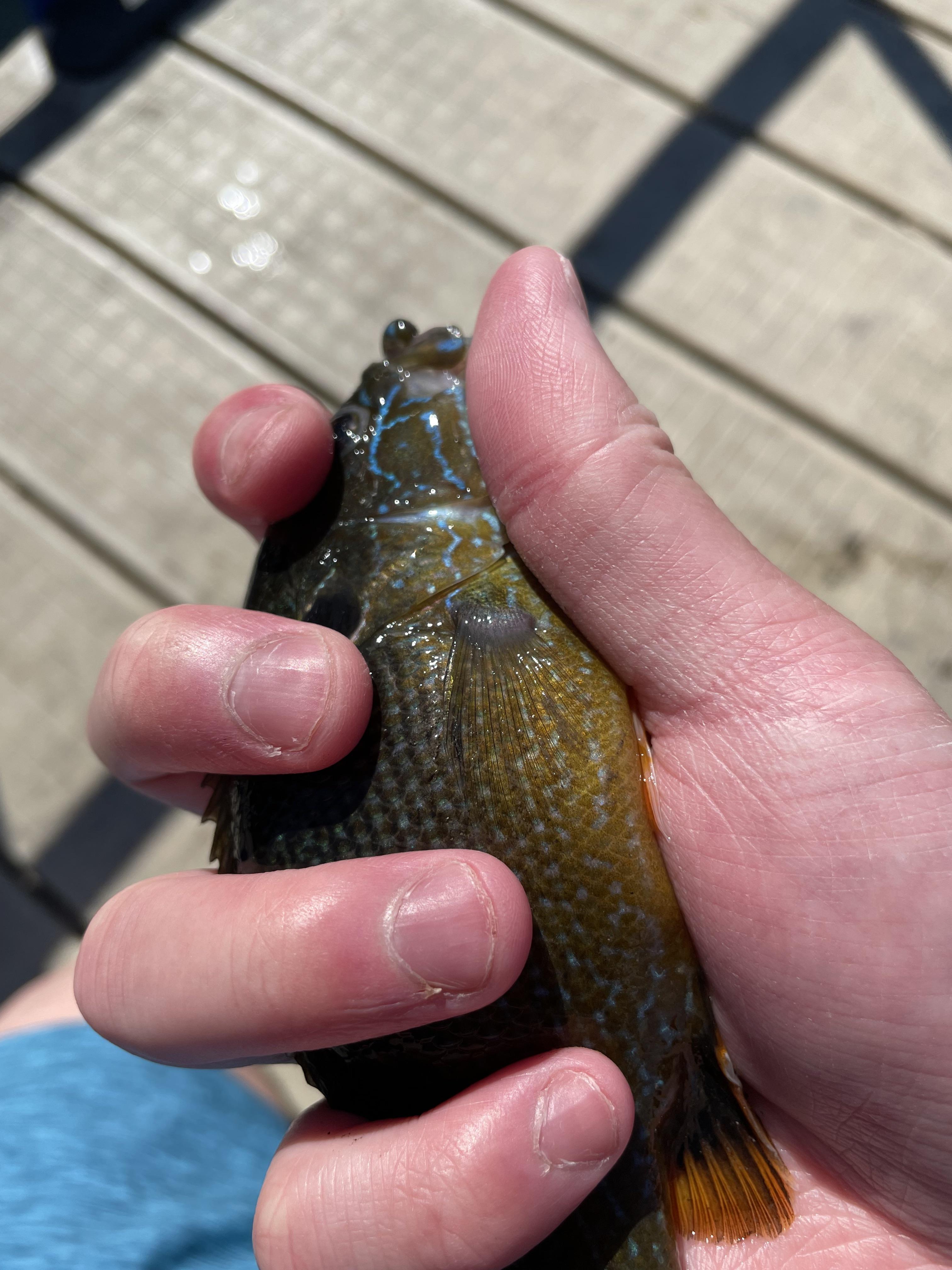 I love using my Dock Demon Deluxe. | Scrolller