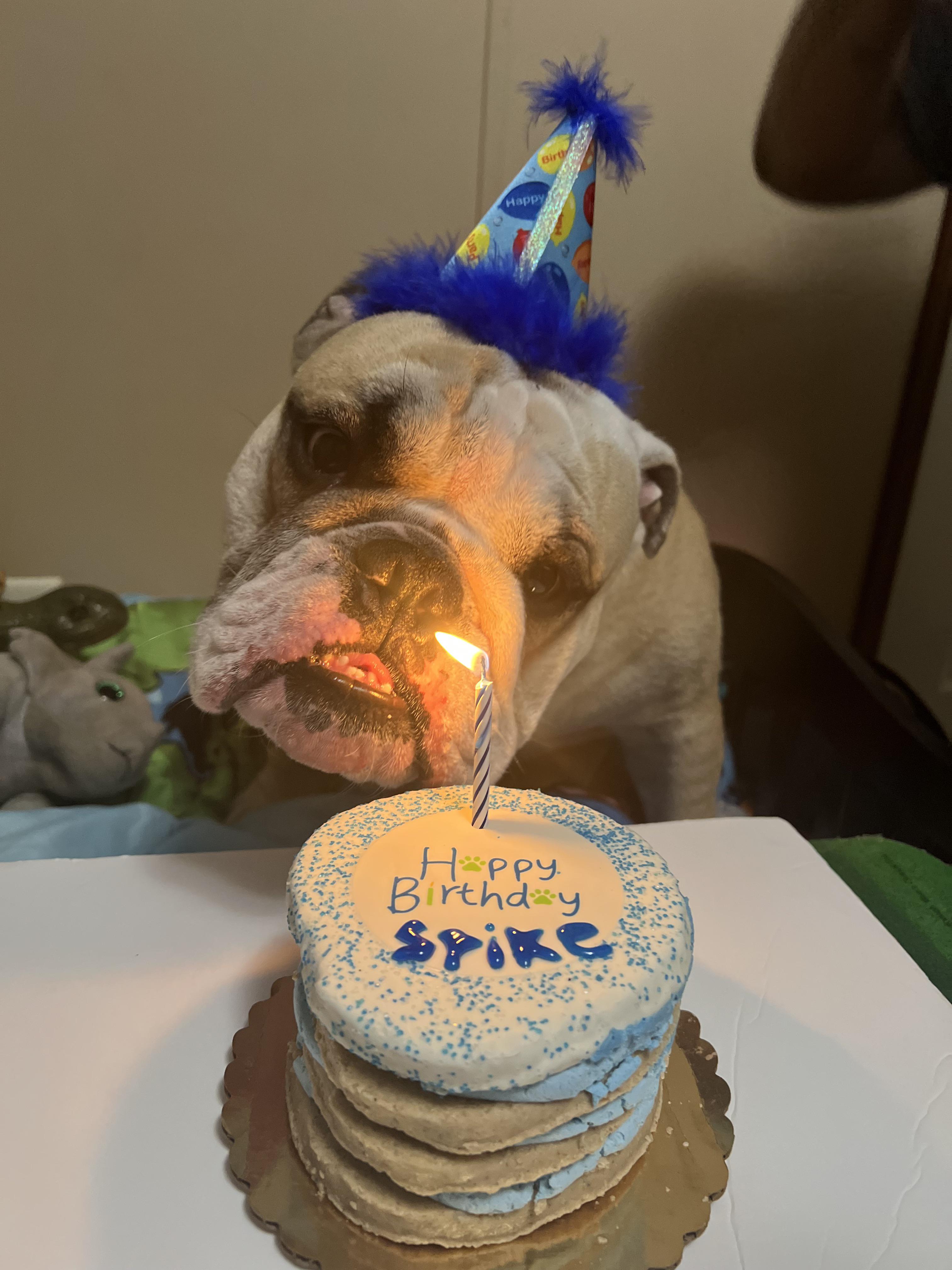 This Is Spike. He turned 1 on June 26th (: | Scrolller