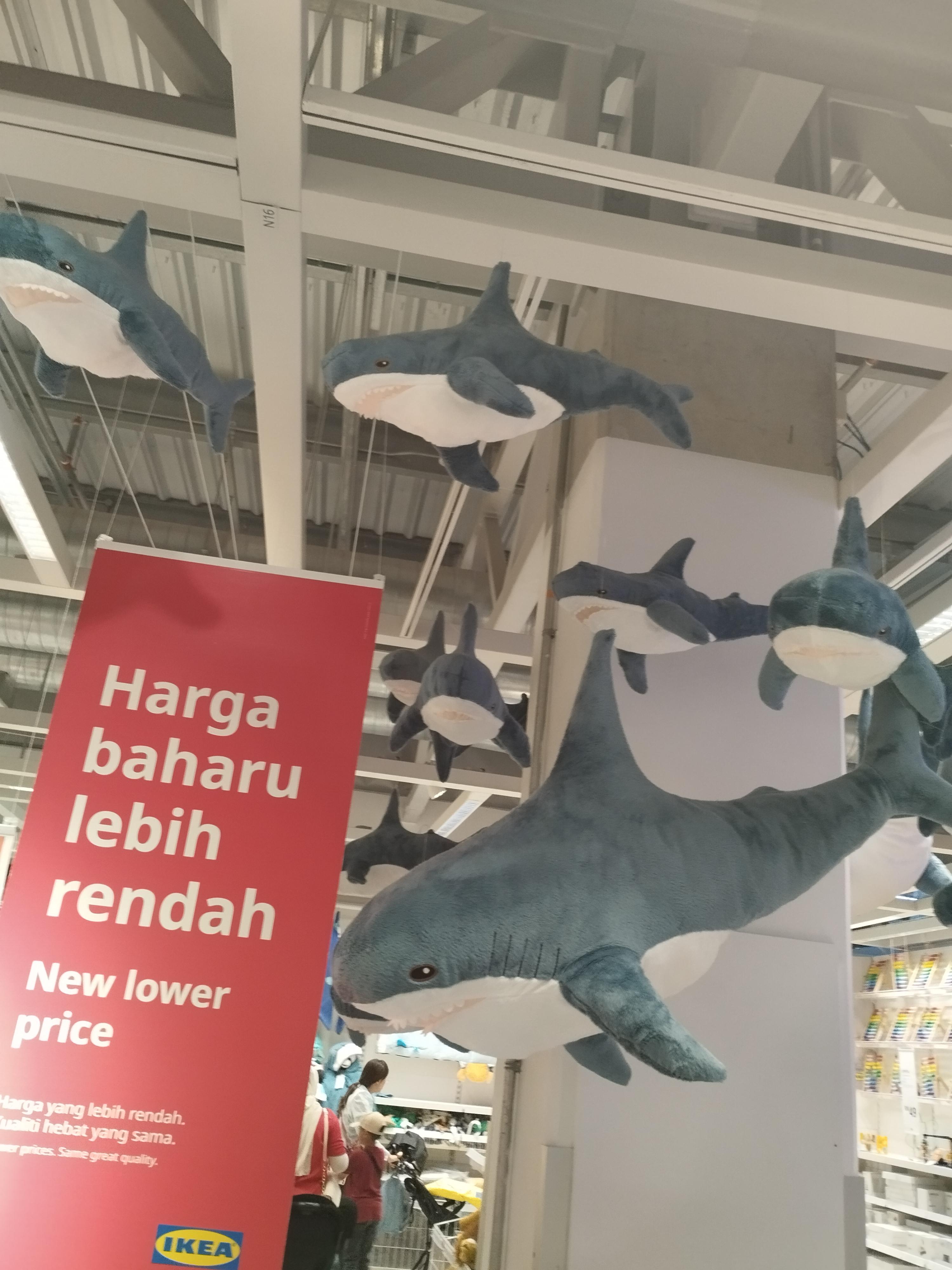 IKEA Blahaj Check-In #1 | Scrolller