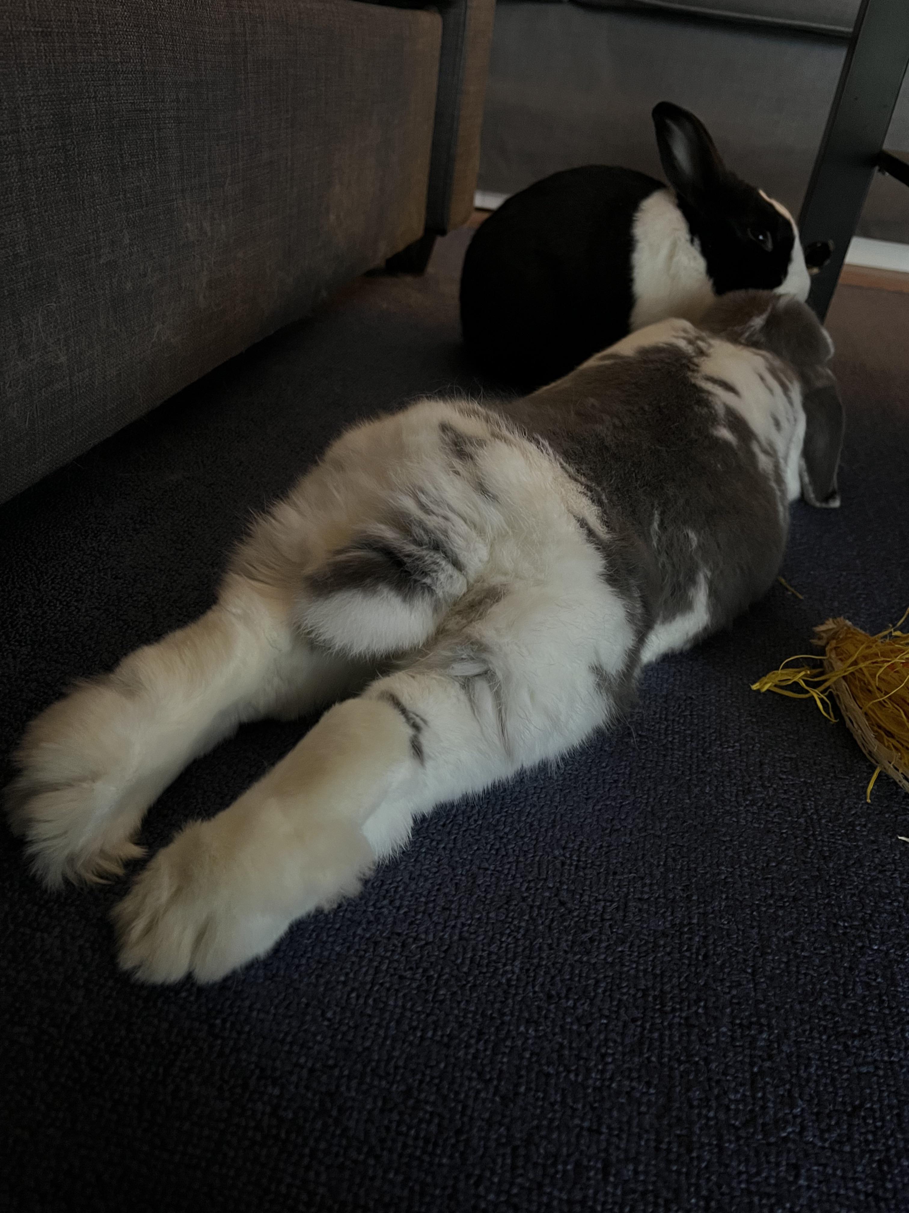 Sploot | Scrolller