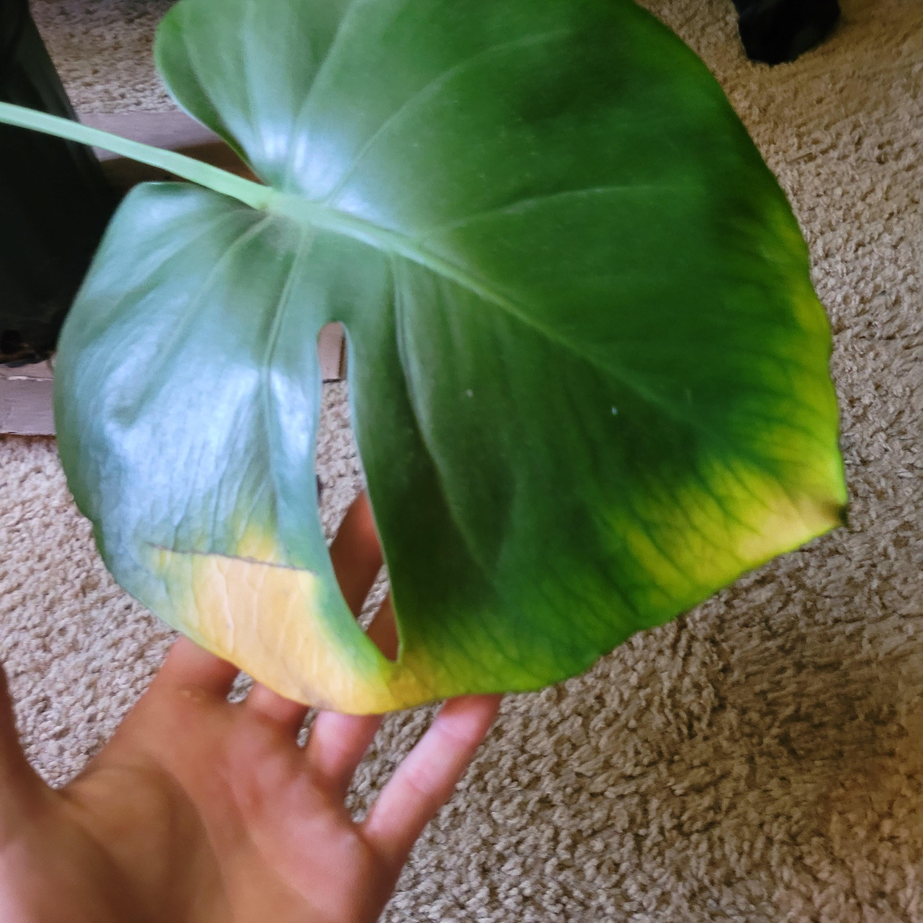 Yellowing leaves help | Scrolller