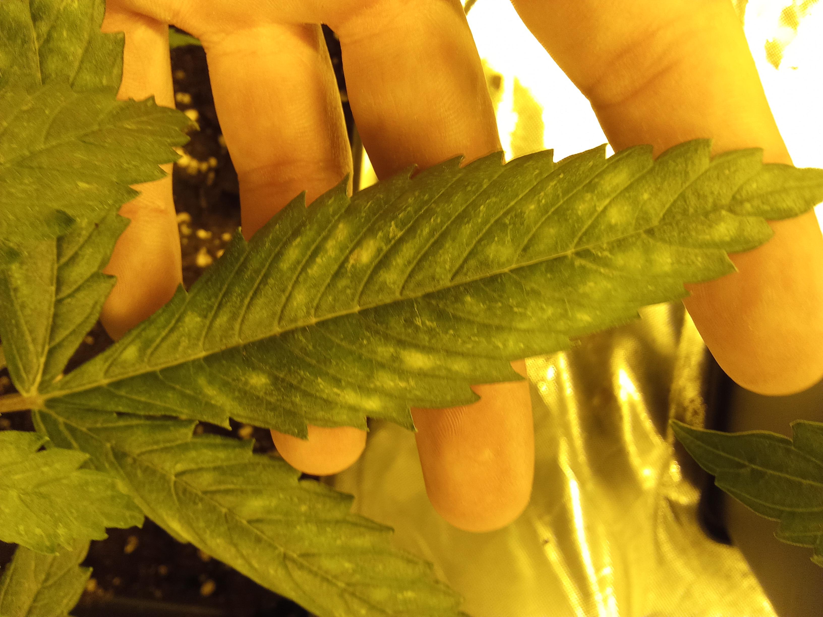 Help identifying issue | Scrolller