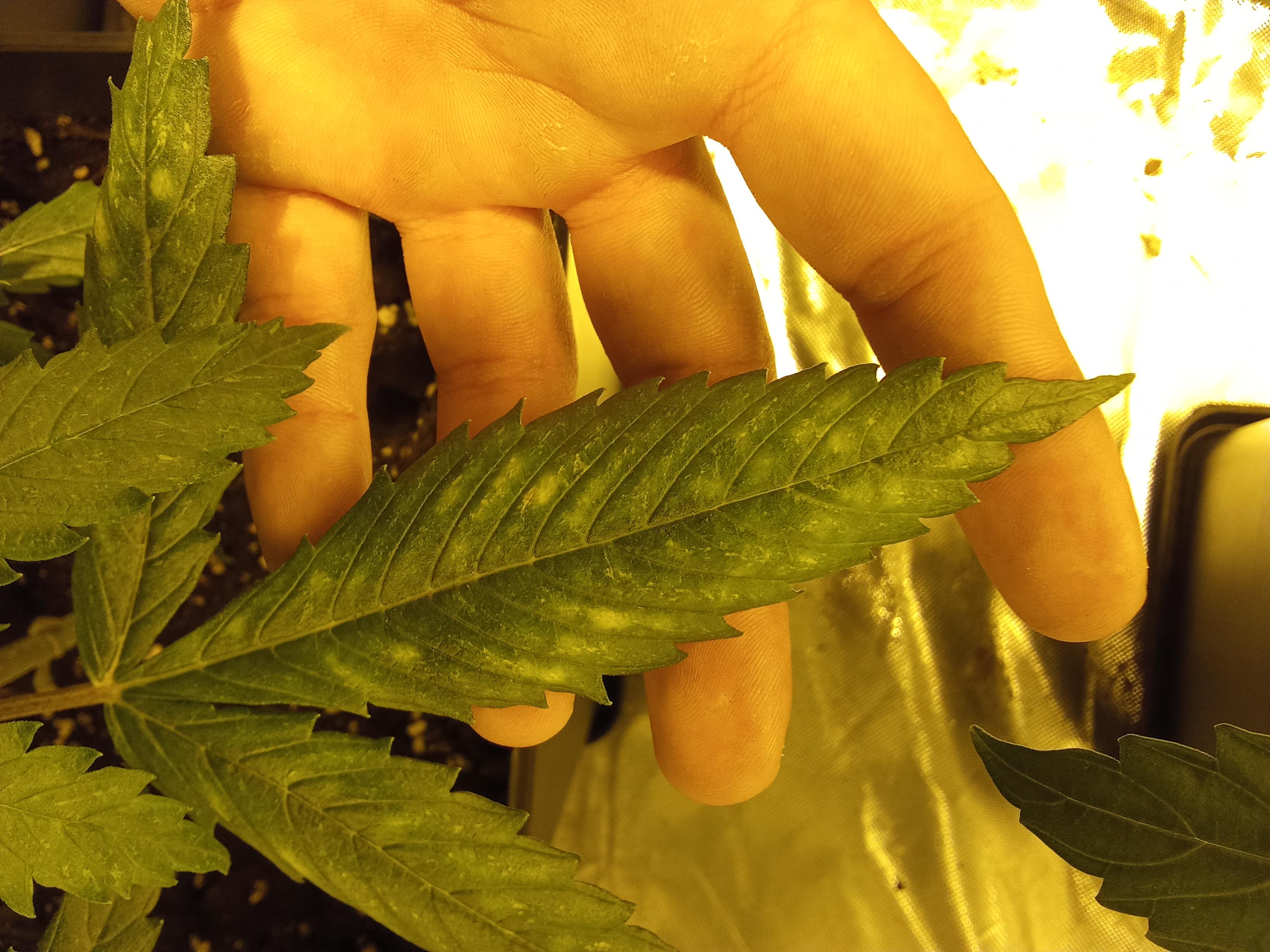 Help identifying issue | Scrolller