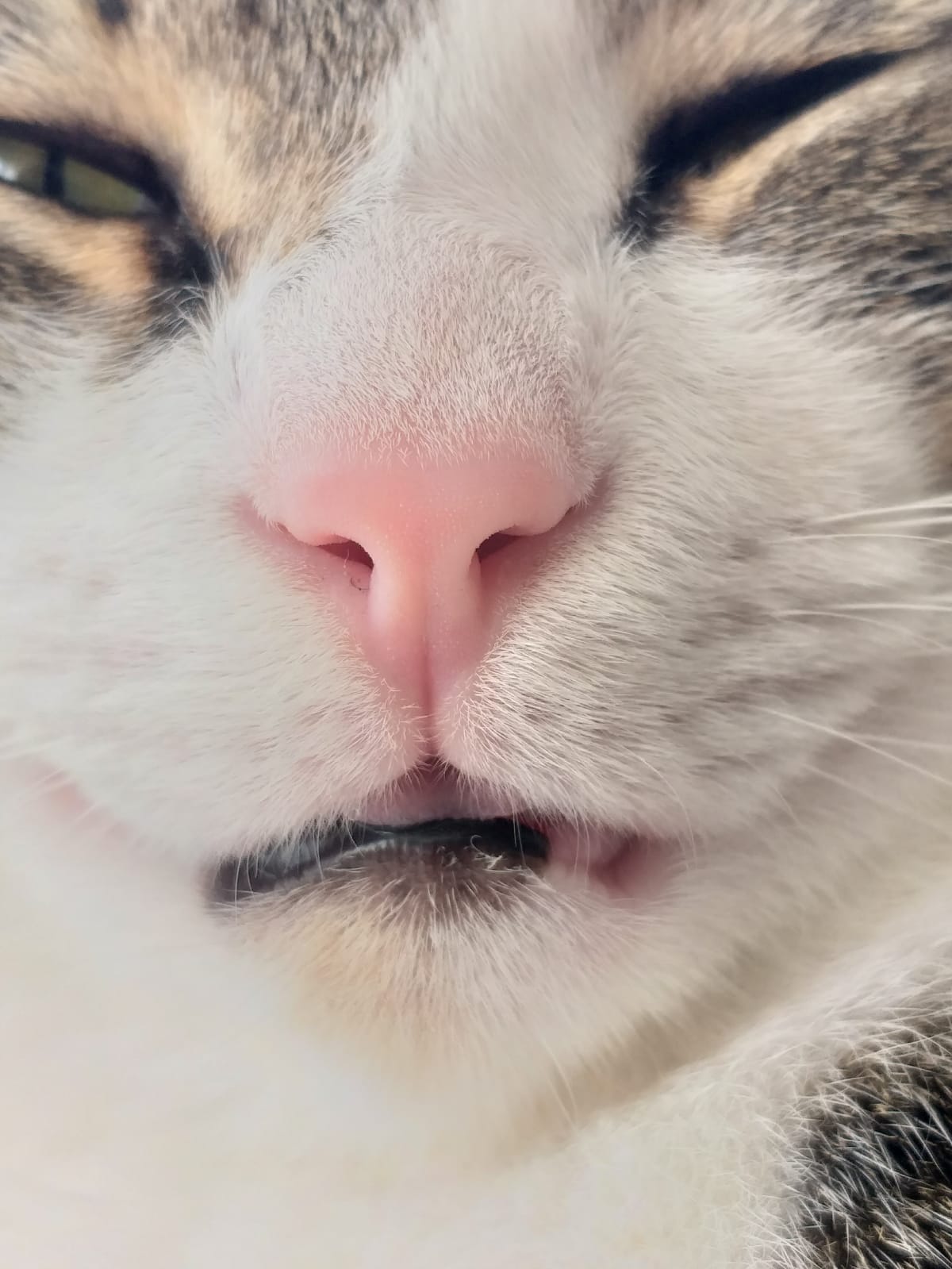 [OC] Boop | Scrolller