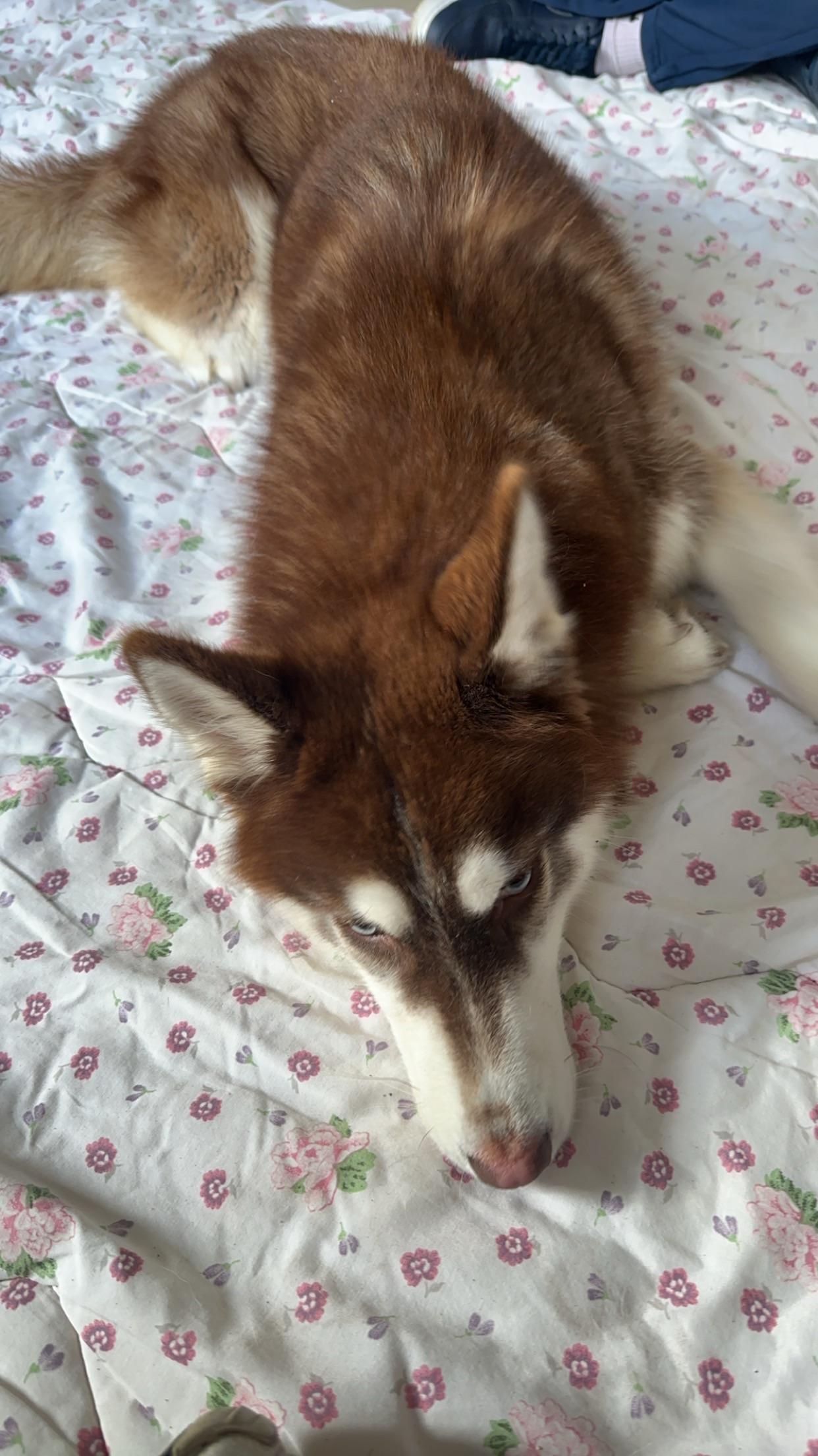 Adoption process | Scrolller