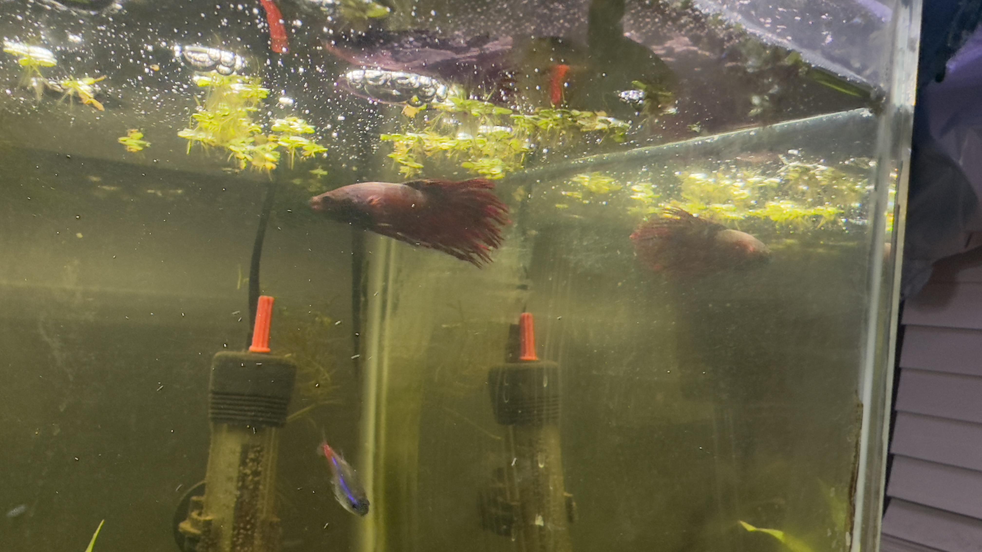 Barney :) | Scrolller