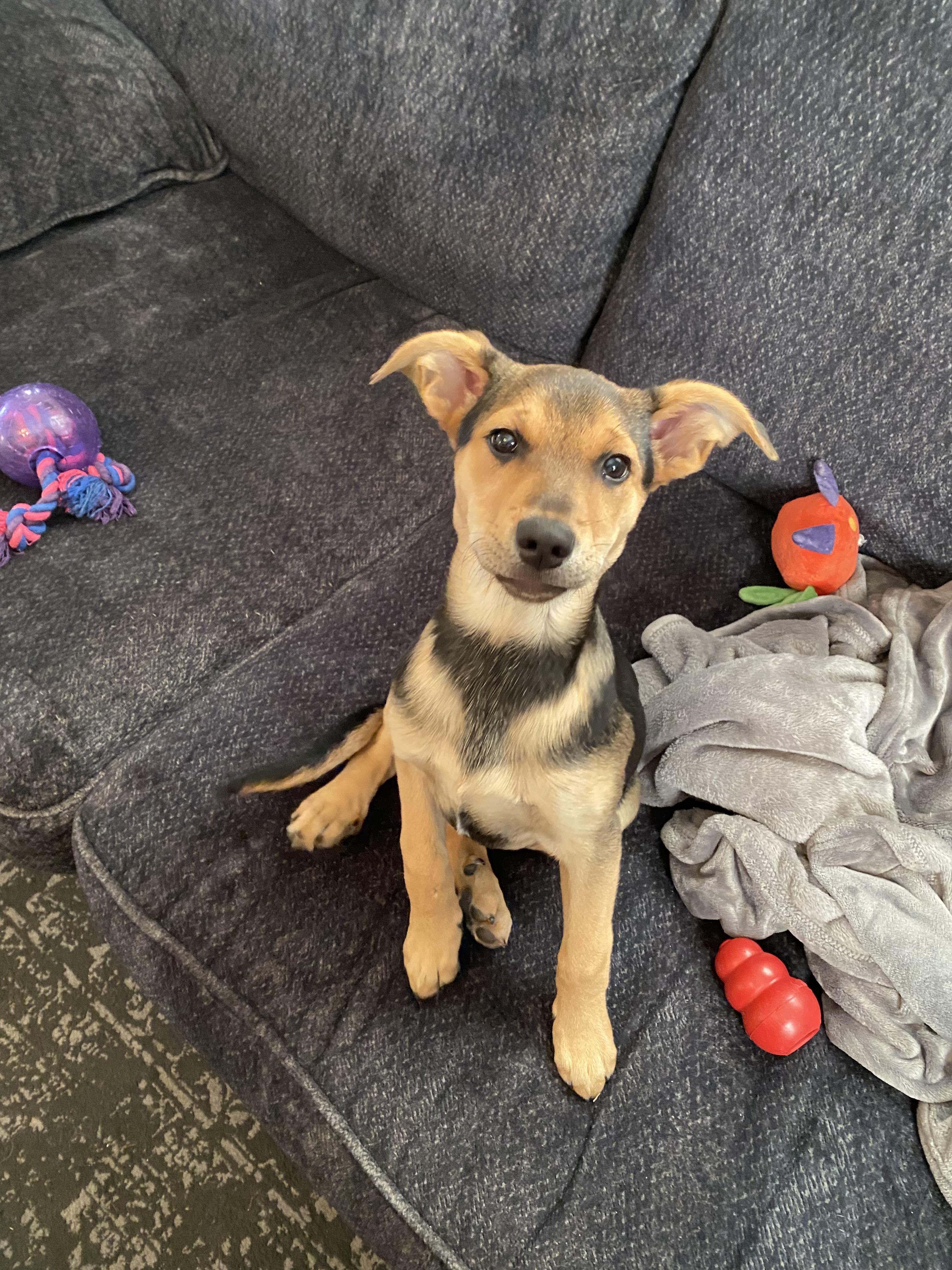 My super mutt, Ivy in all her derpy puppy glory. | Scrolller