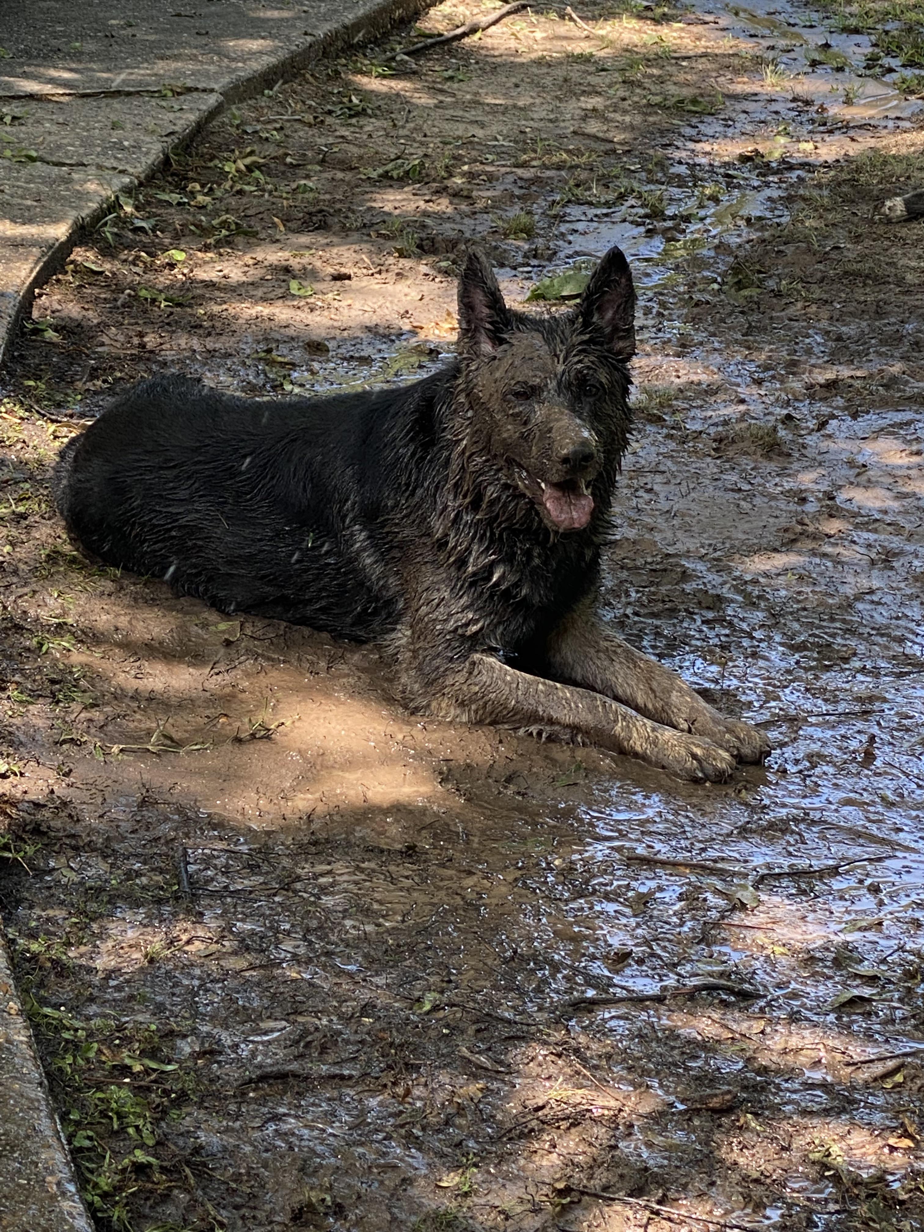 (OC) GSD finally plays in the water…and this is the aftermath | Scrolller