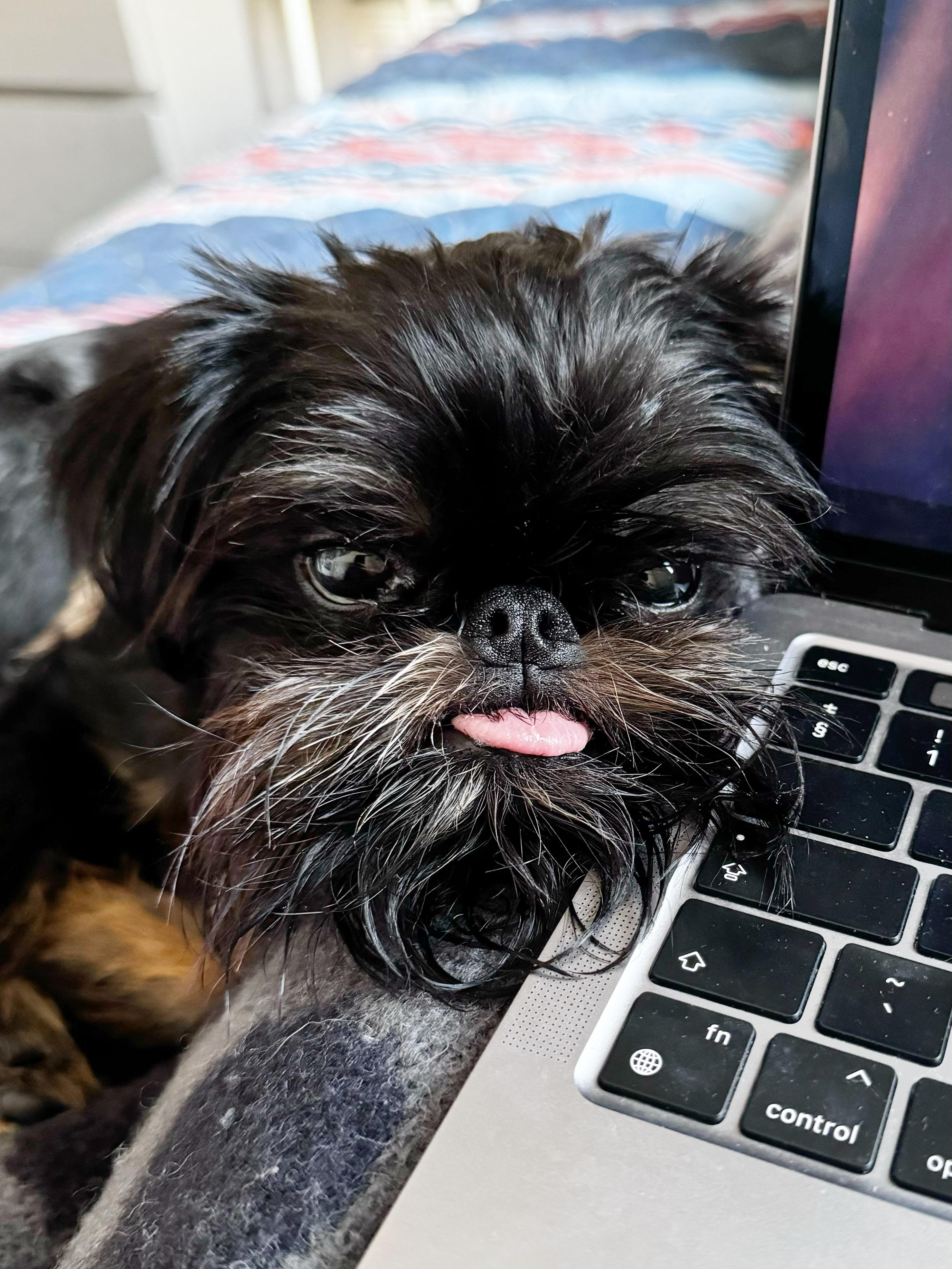Meet Ziggy and his tongue 👅 | Scrolller