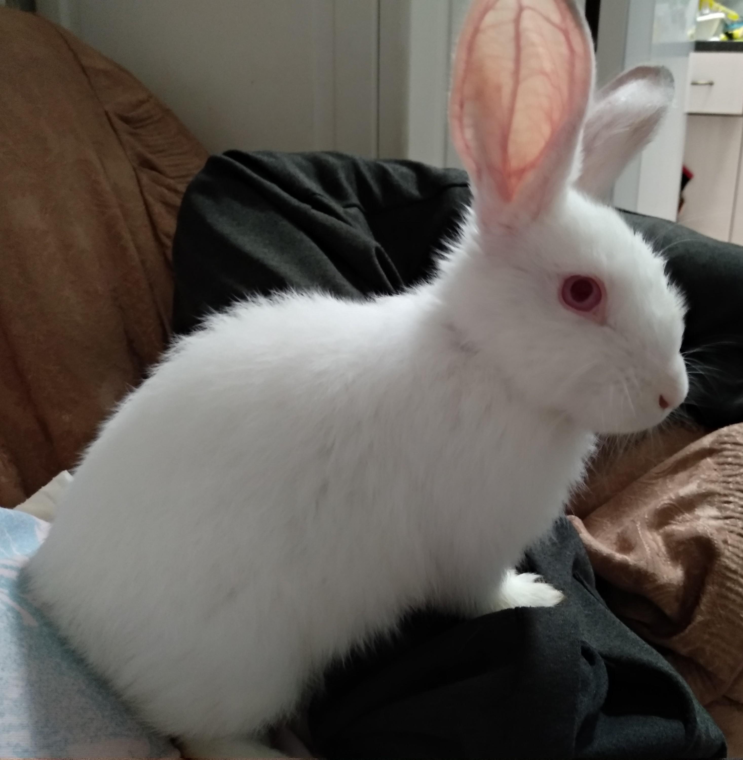 What species/breed are these rabbits? | Scrolller