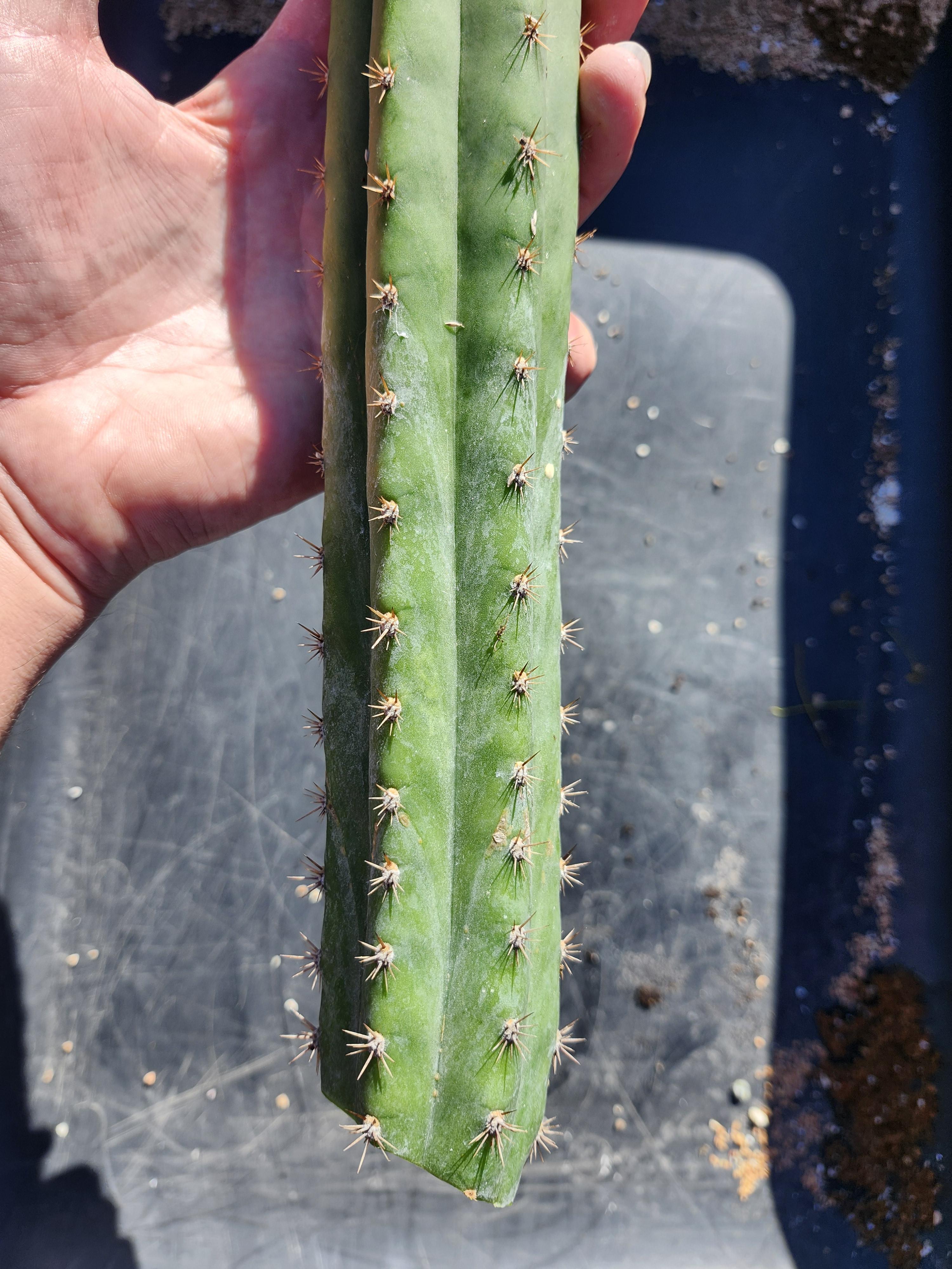 19" Weird Worm | Scrolller