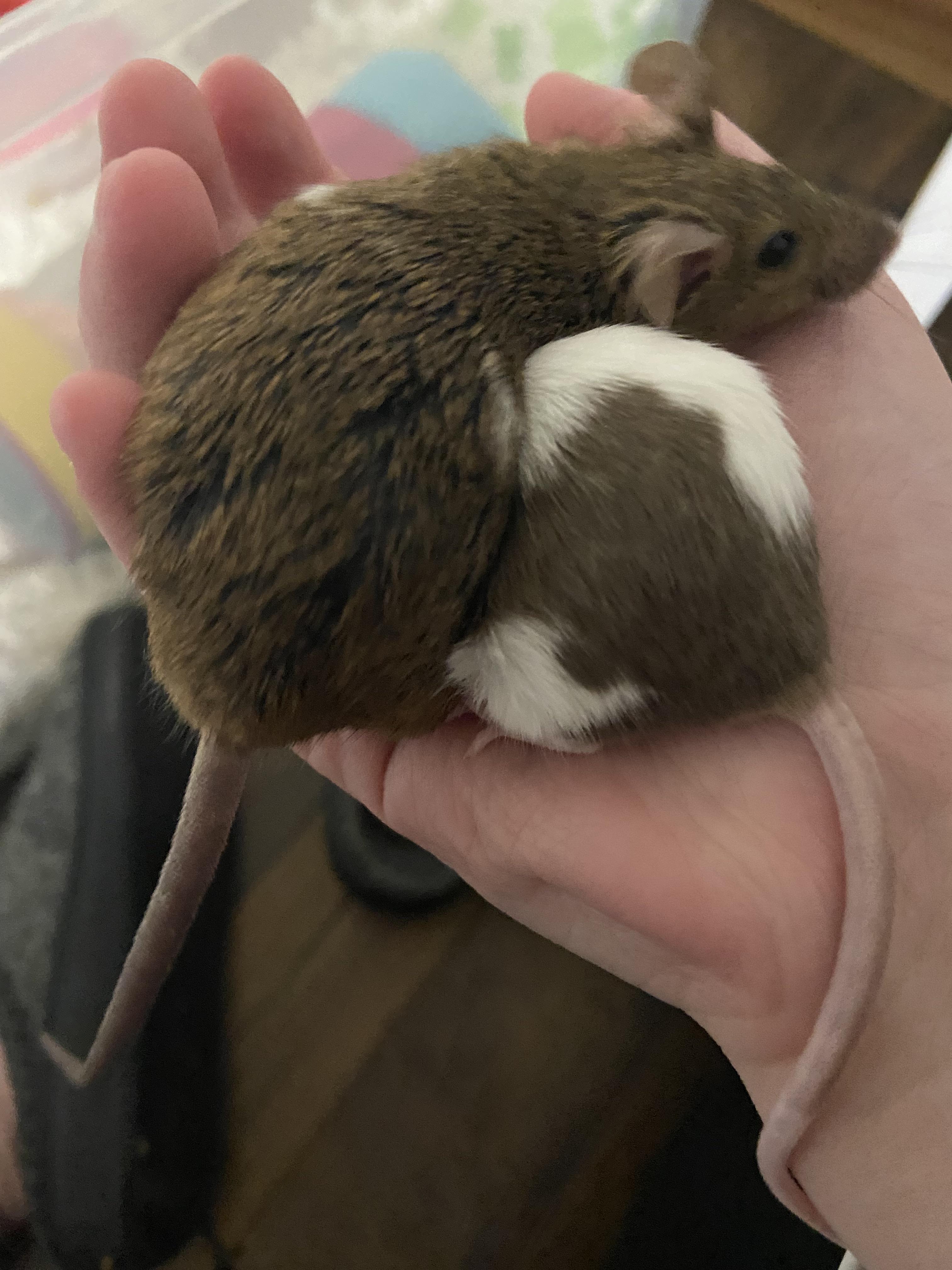 Biscuit and her grandmother, Big Mac | Scrolller