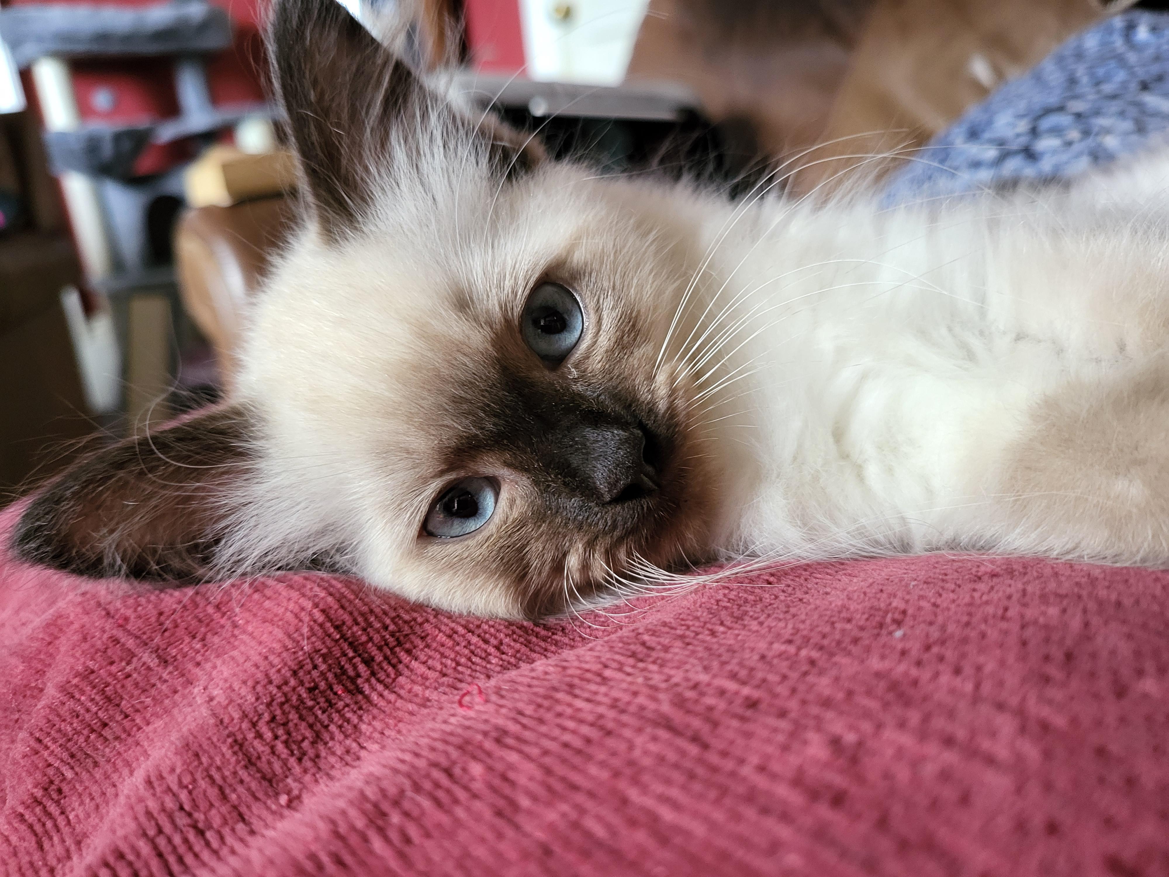 Our 10 week old floof ball | Scrolller