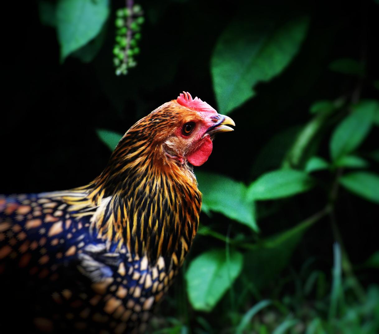 Chickens being chickens | Scrolller