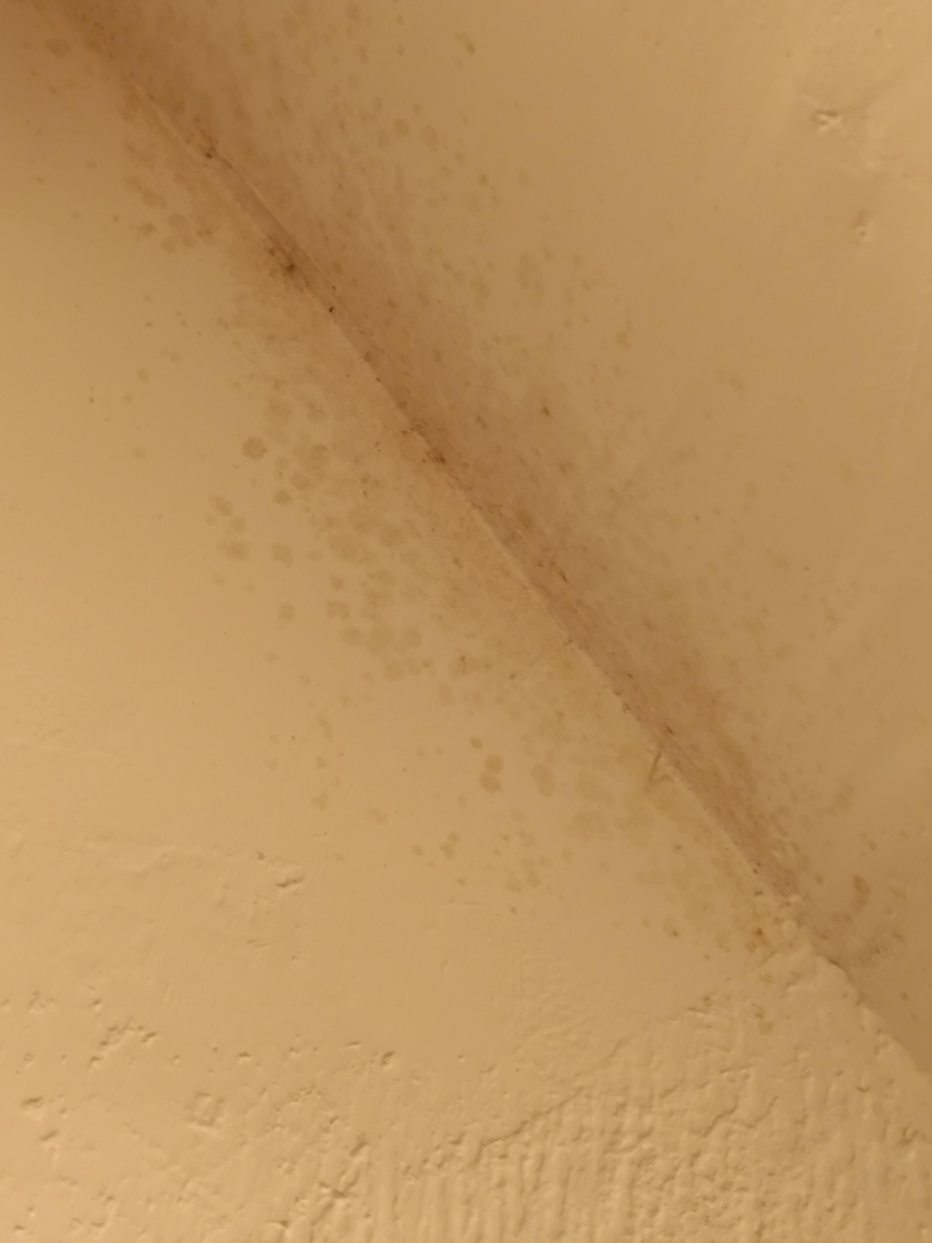 Weird stains... Mold? | Scrolller