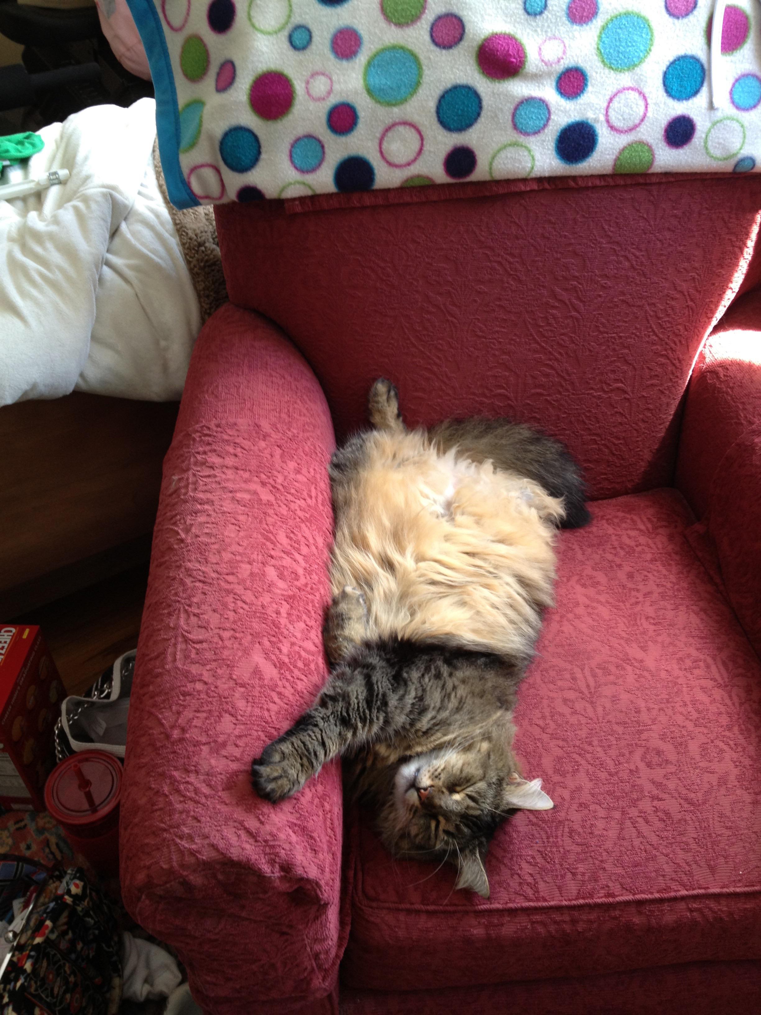 MY ANGEL TRASH GREMLINS (featuring the littilest tuxedo princess) | Scrolller