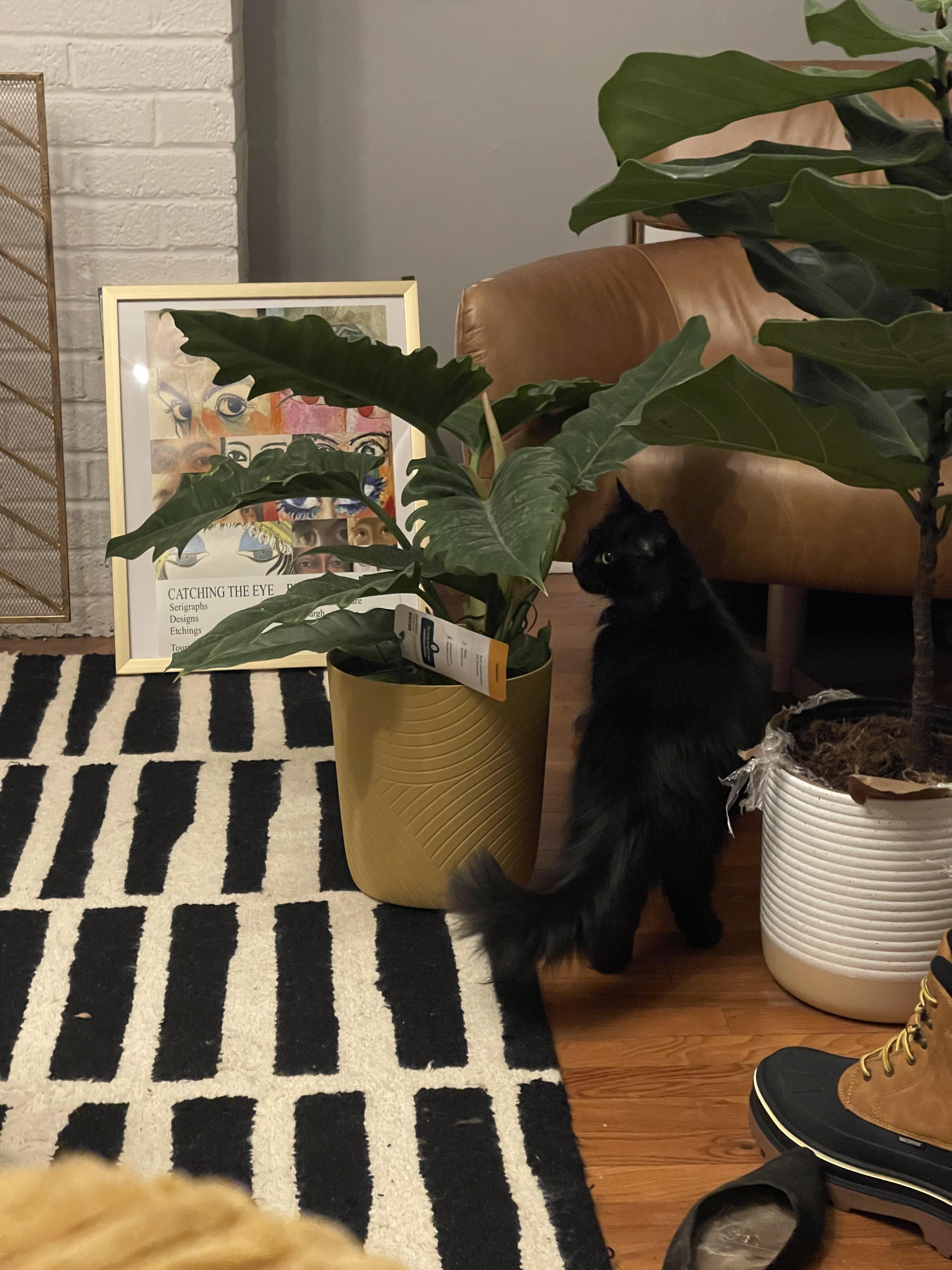 Who is this guy? One on the right in the 2nd pic is my fiddle leaf fig | Scrolller