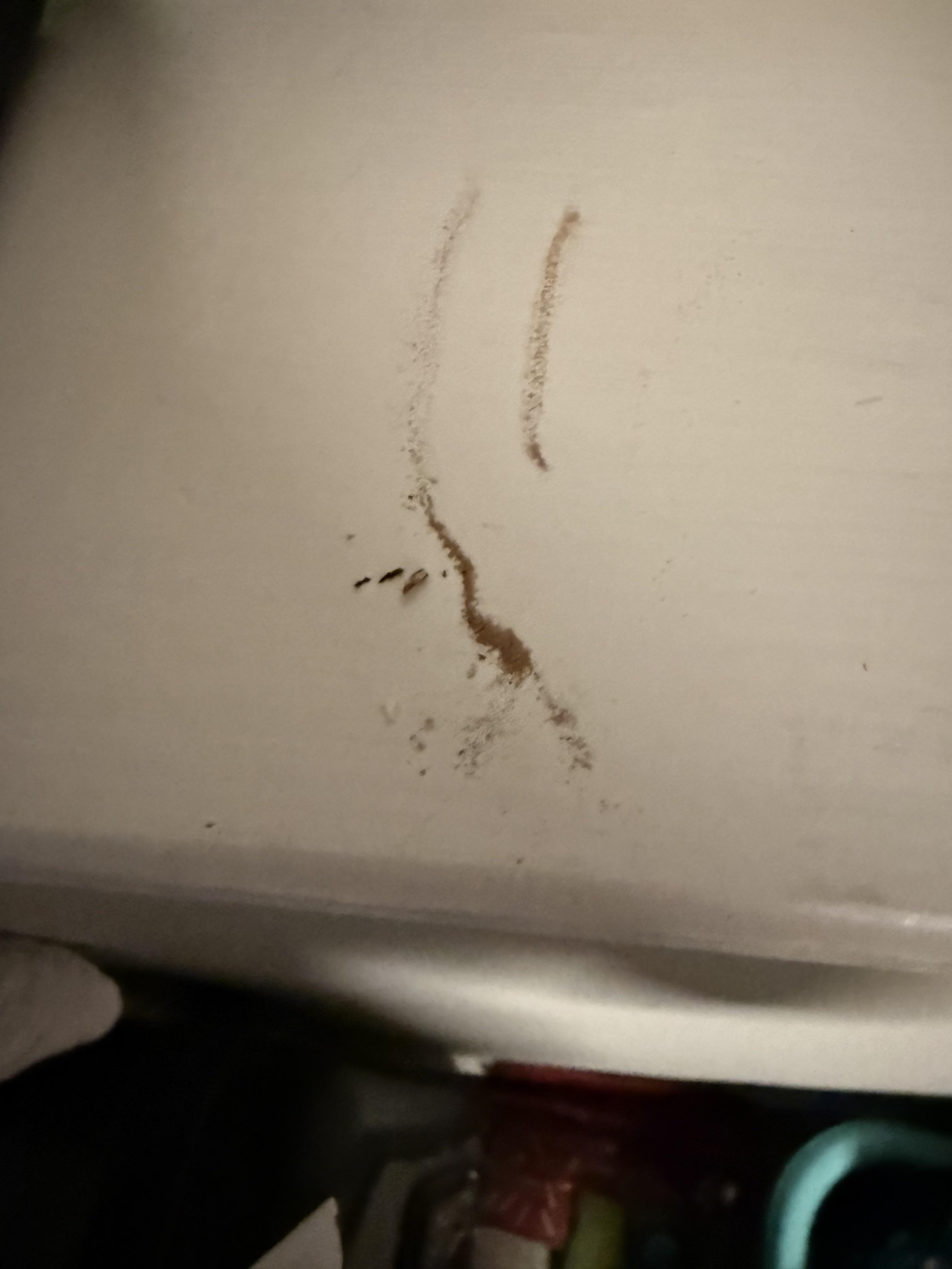 What bug is this? (Northeast USA) | Scrolller