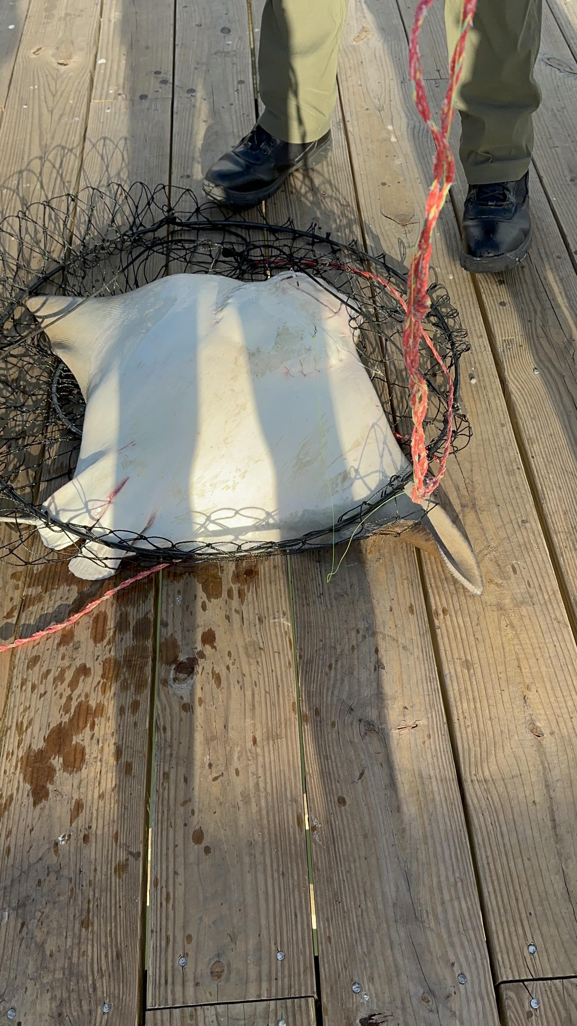 First time pier fishing, caught this stingray! | Scrolller