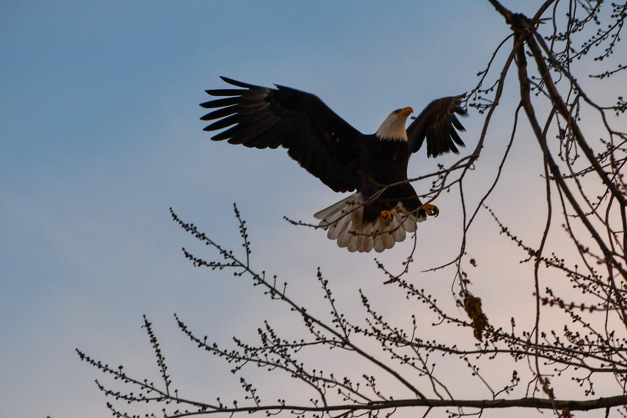 Bald Eagle | Scrolller