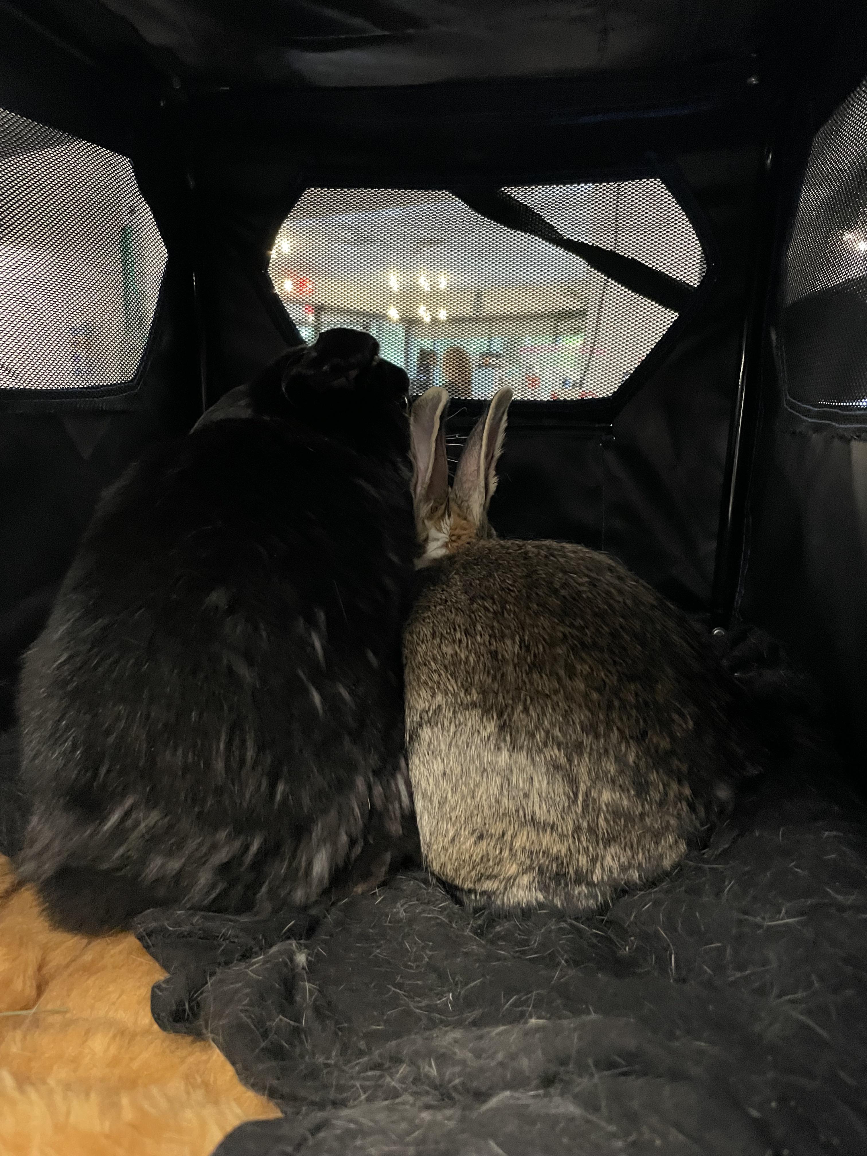Bonding my rabbit was the best decision I’ve ever made | Scrolller
