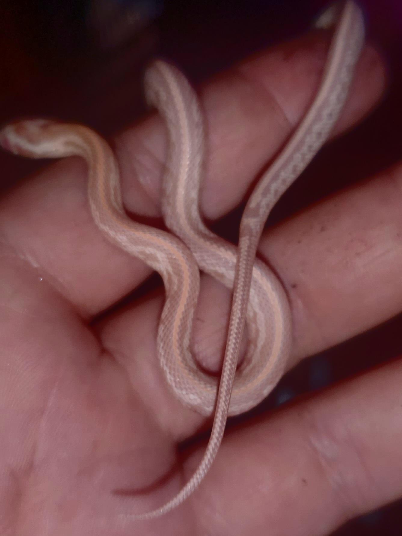 Help identifying | Scrolller