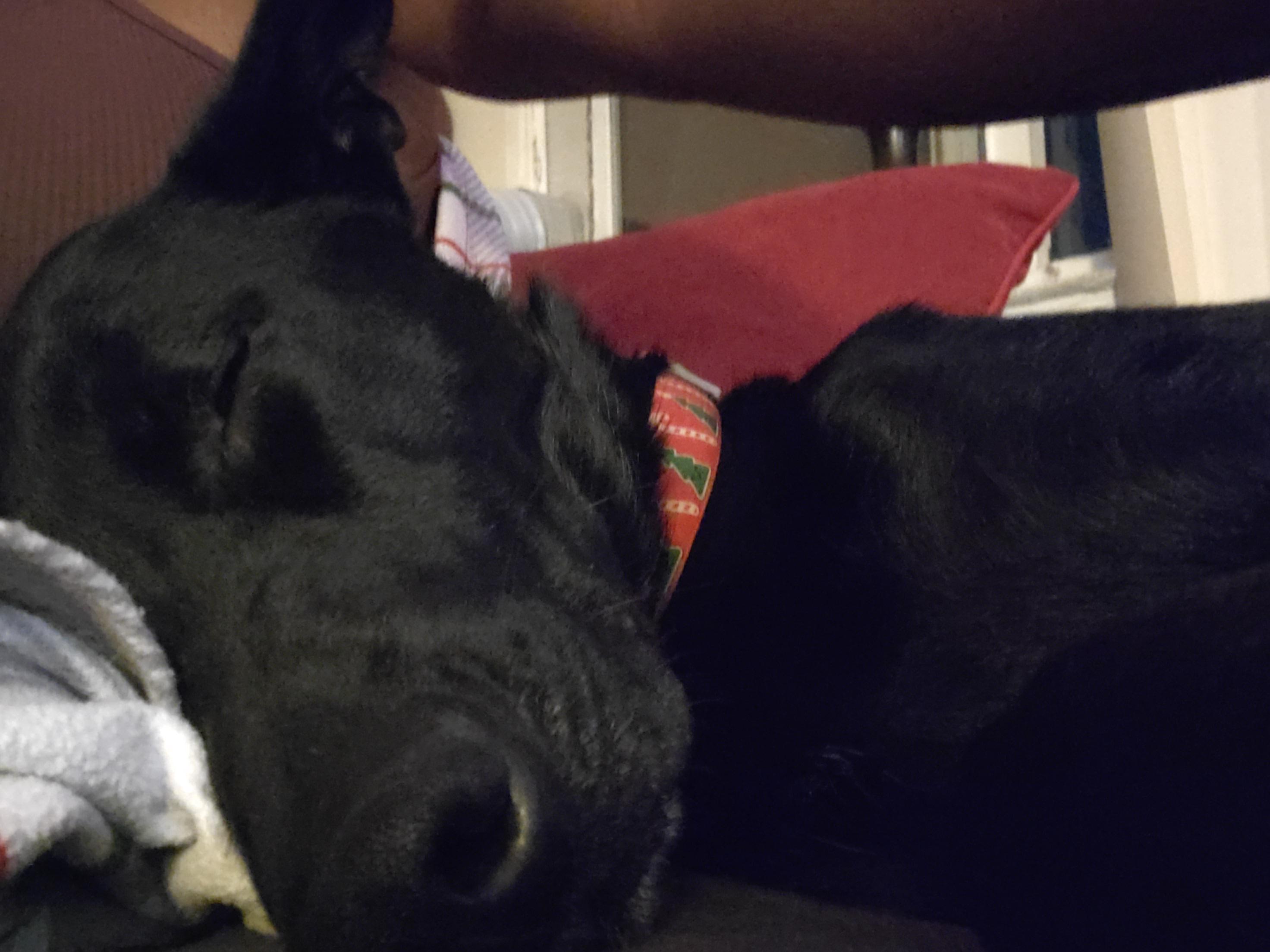 My wild child. meet shadow. | Scrolller