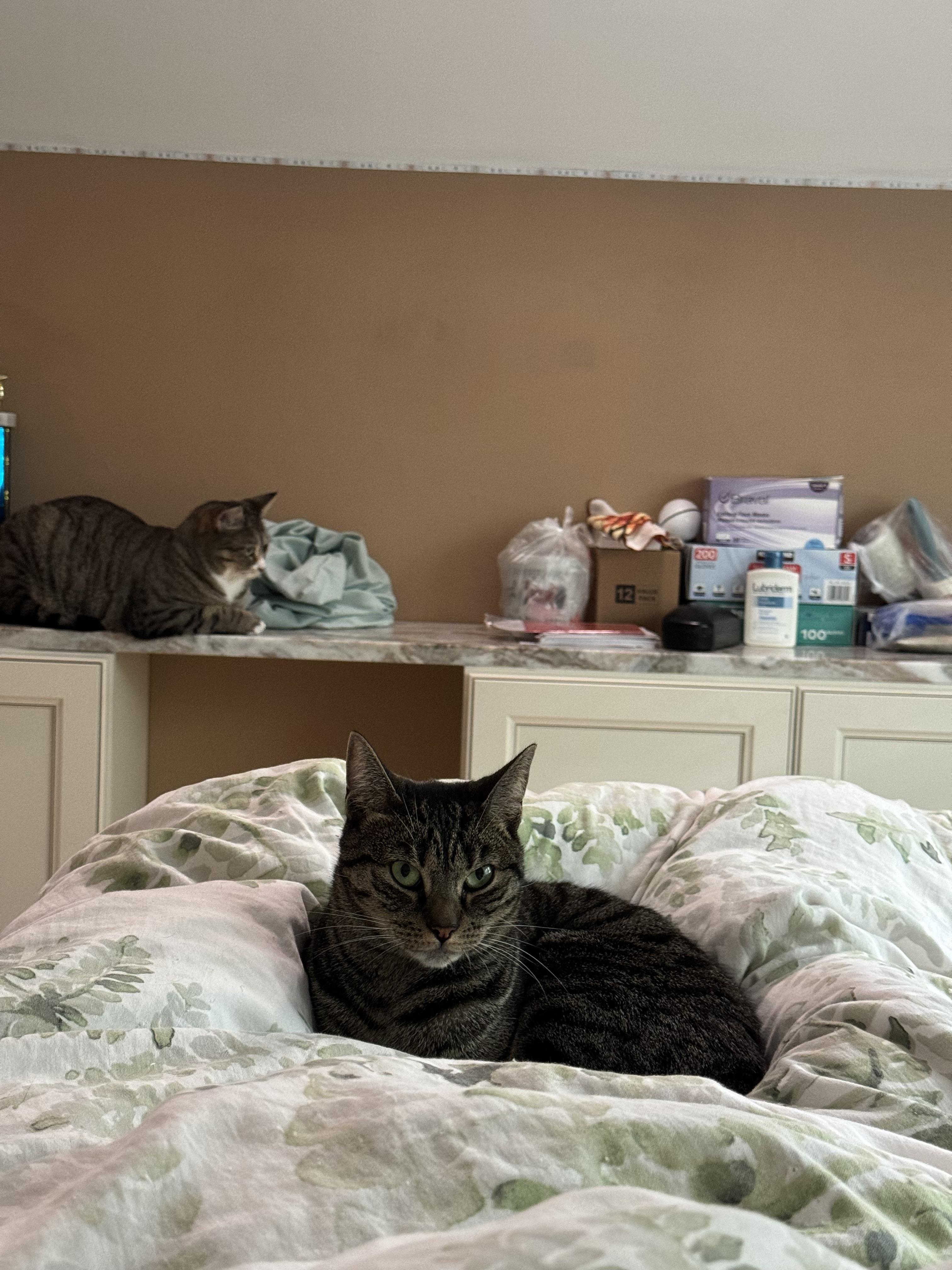 Looking for other similar model of my SIC | Scrolller