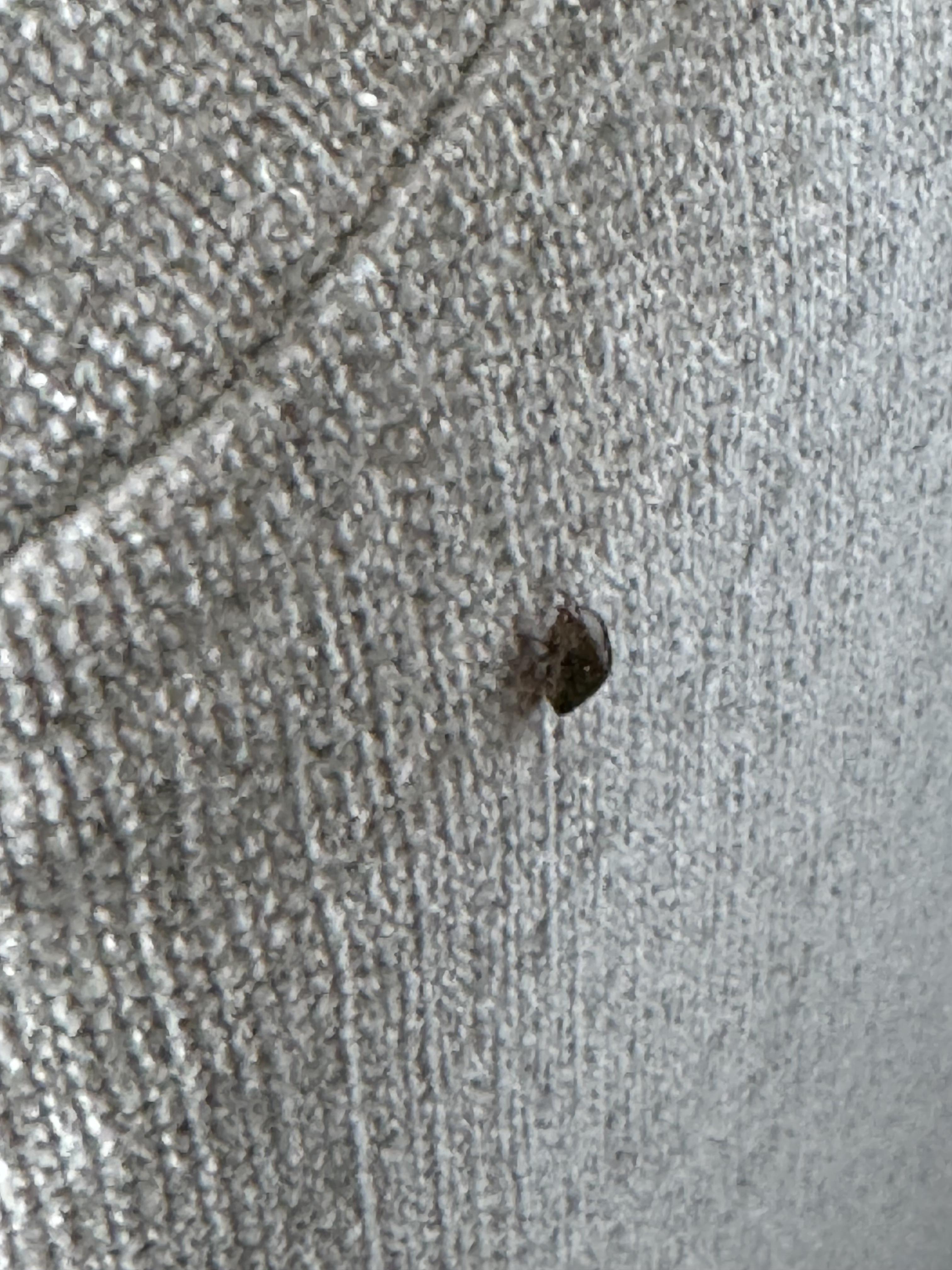 Is this a bedbug? 😭 | Scrolller